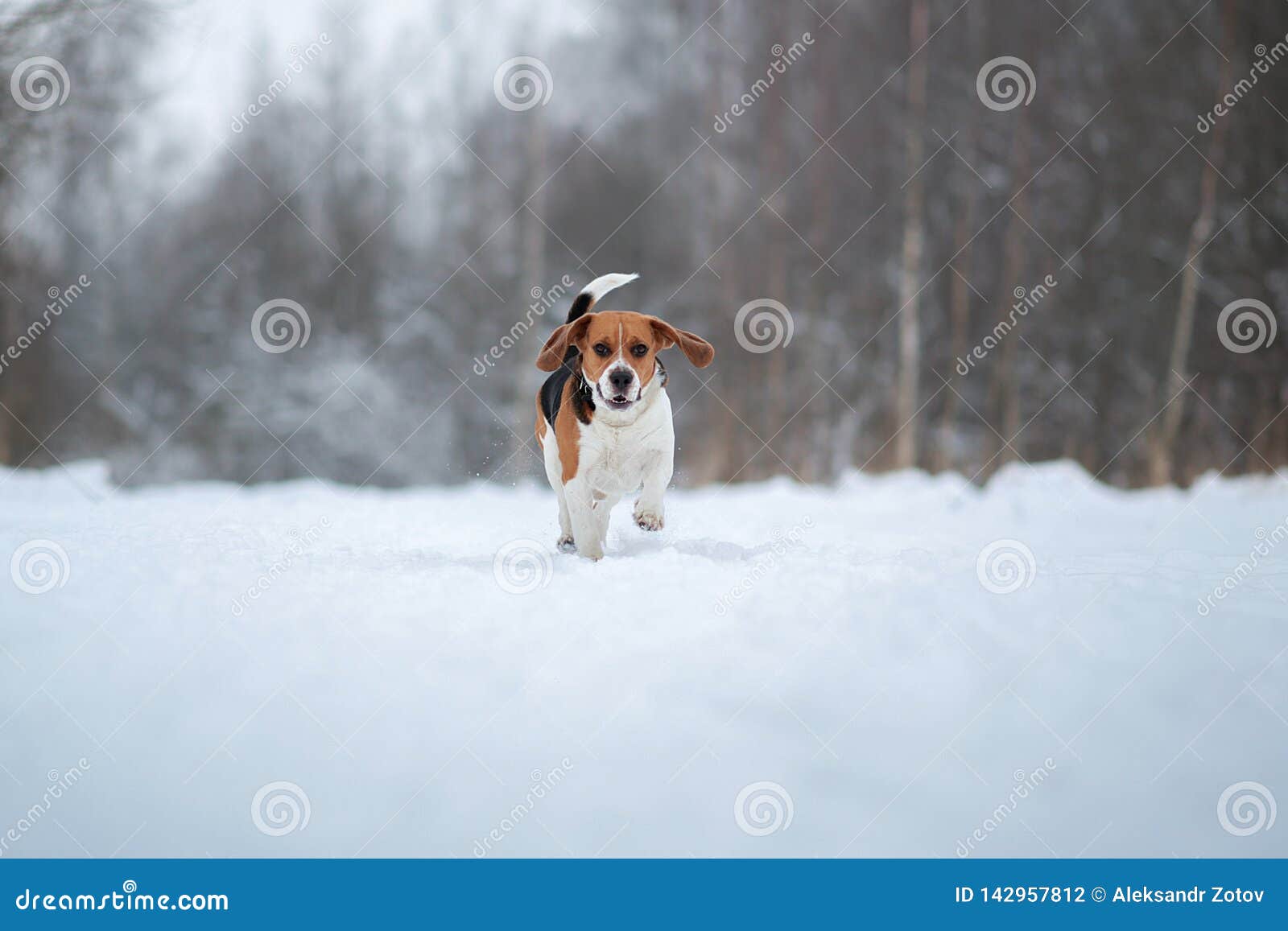 Portrait of a Beagle Dog in Winter, Cloudy Day Stock Photo - Image of ...