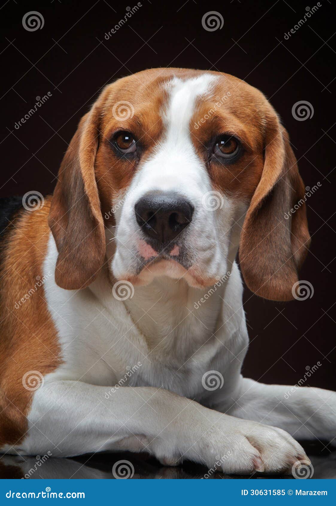 Portrait of beagle dog stock image. Image of looking - 30631585