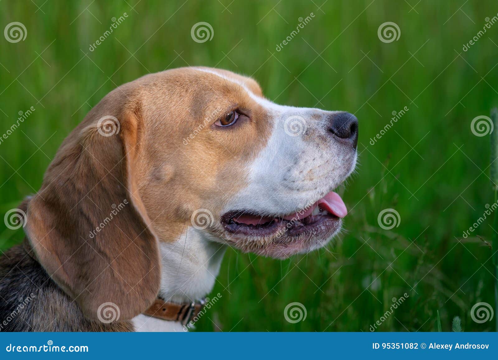 Portrait of a Beagle in Profile on Green Background Stock Photo - Image ...