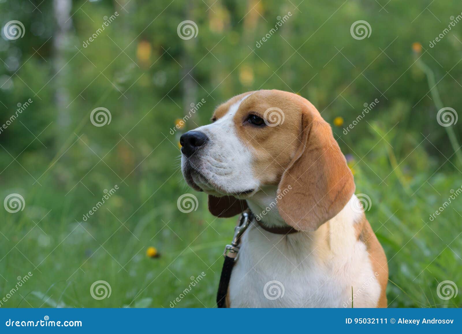 Portrait of a Beagle in a Summer Forest Stock Image - Image of plants ...