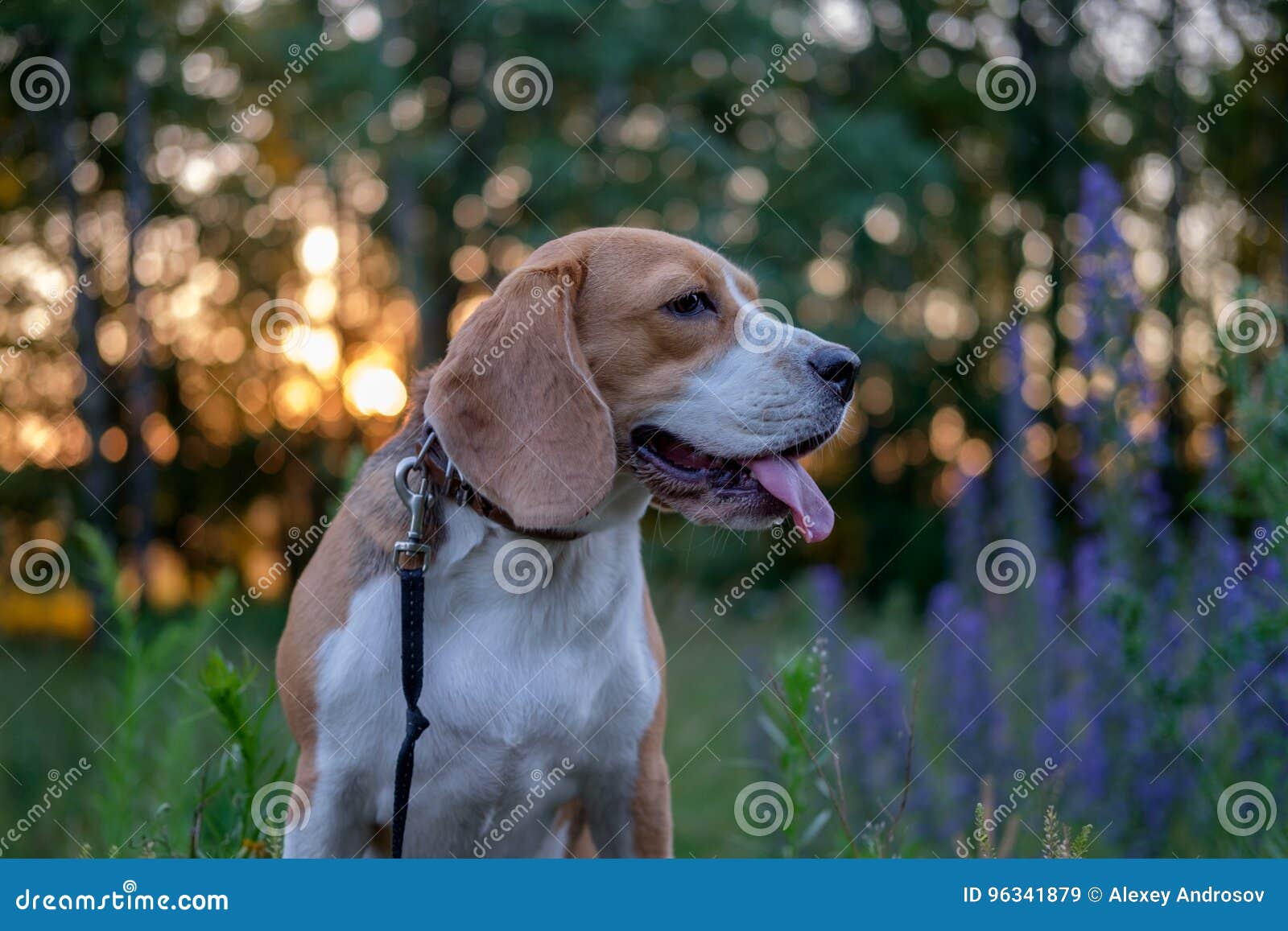 Portrait of a Beagle at Sunset Stock Image - Image of rays, glare: 96341879