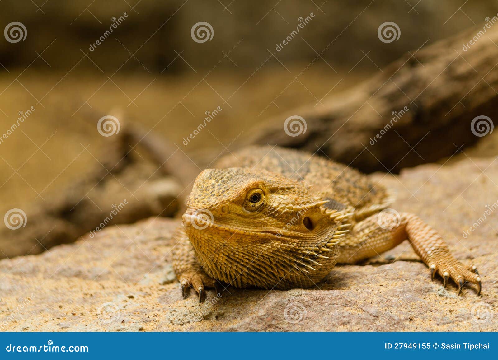 Portrait of a Bearded Agama. Stock Image - Image of dragon, agama: 27949155
