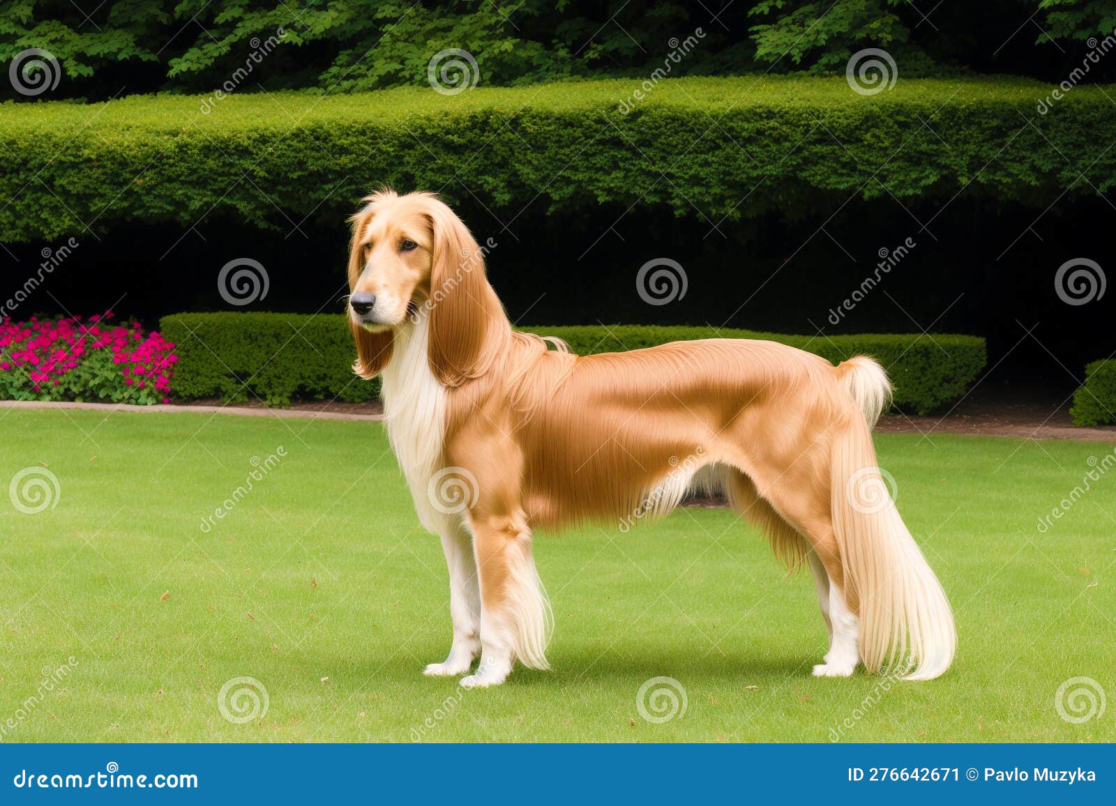 Portrait of a Beautiful Afghan Hound. Generative AI Stock Illustration ...