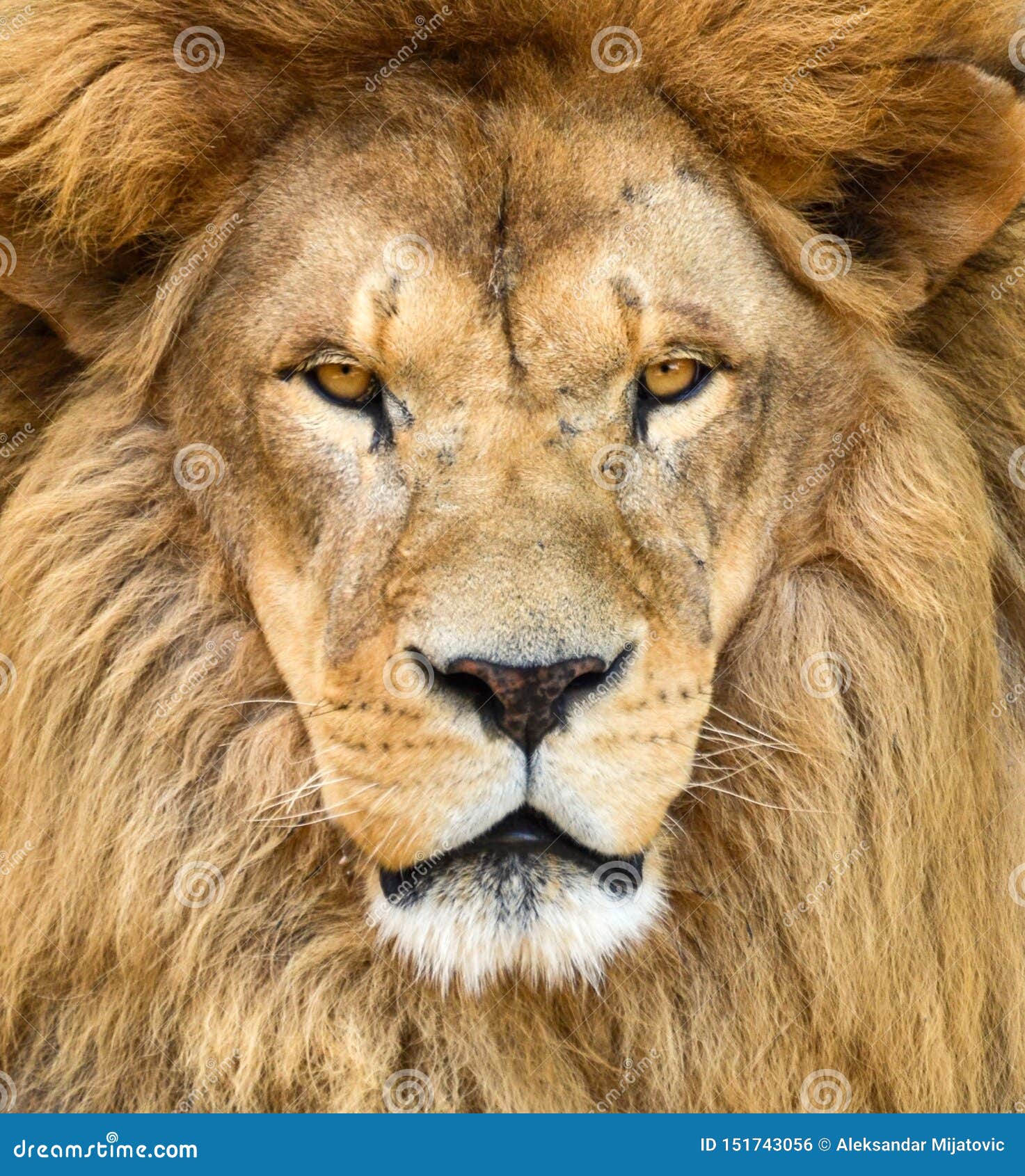 Portrait of Beautiful African Lion Stock Photo - Image of king ...
