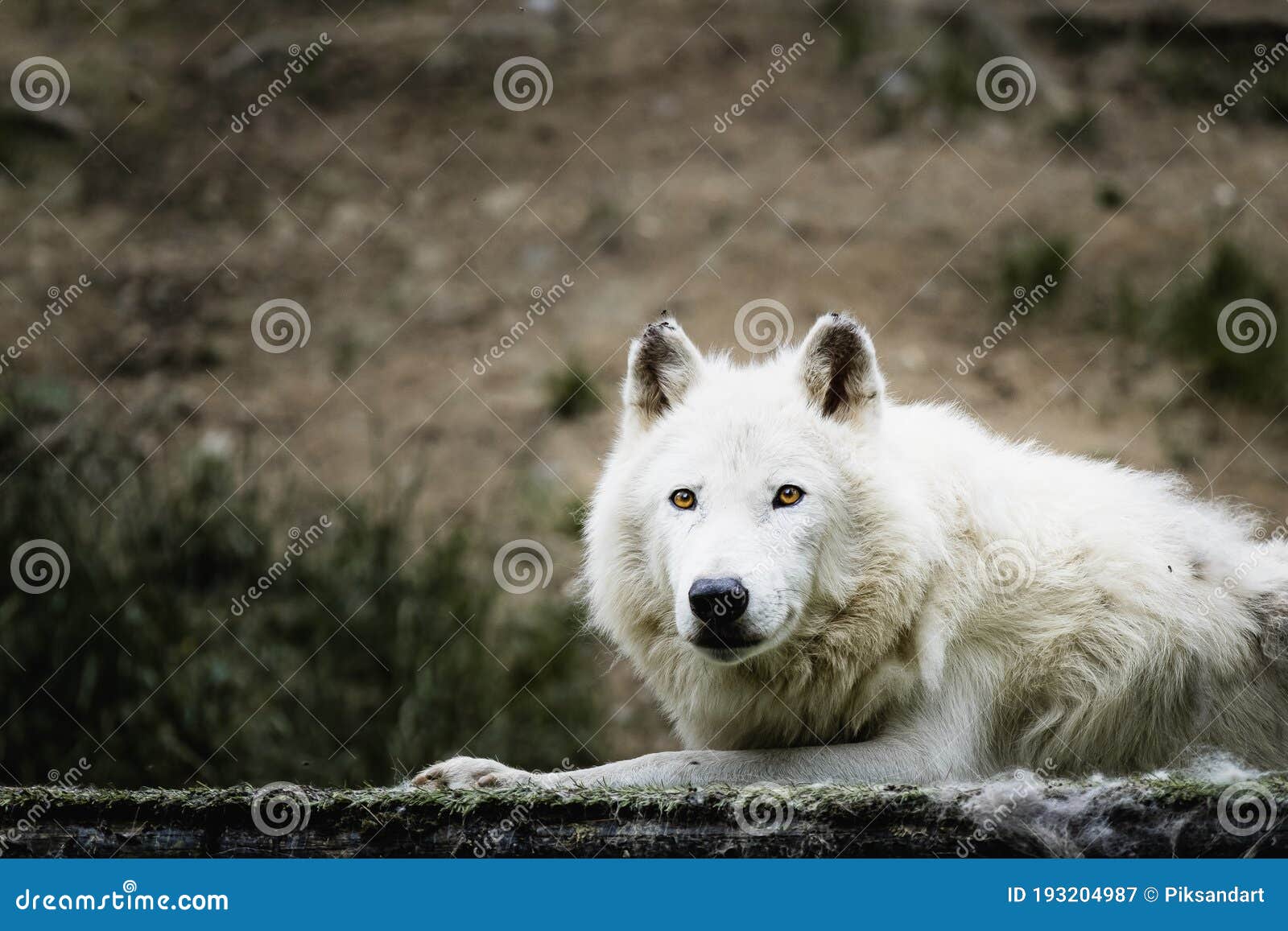 Portrait of a Beautiful Arctic Wolf Stock Image - Image of forest ...