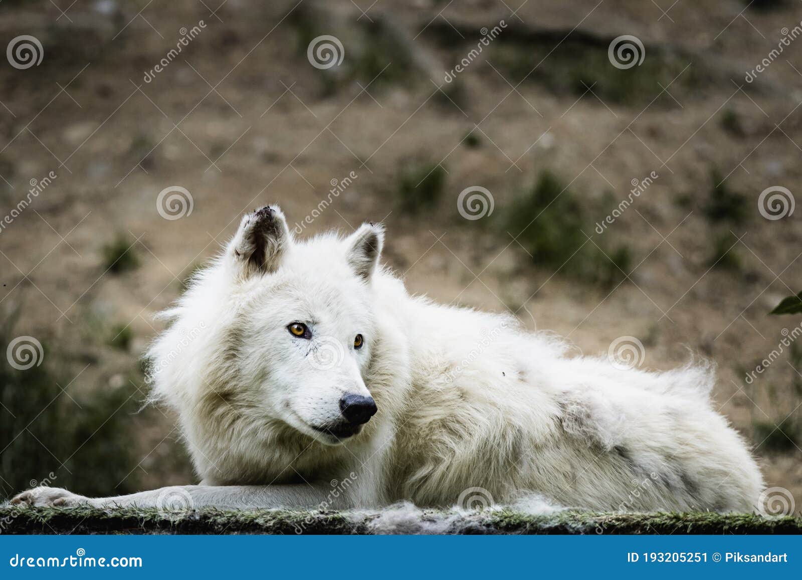 Portrait of a Beautiful Arctic Wolf Stock Image - Image of mammal ...