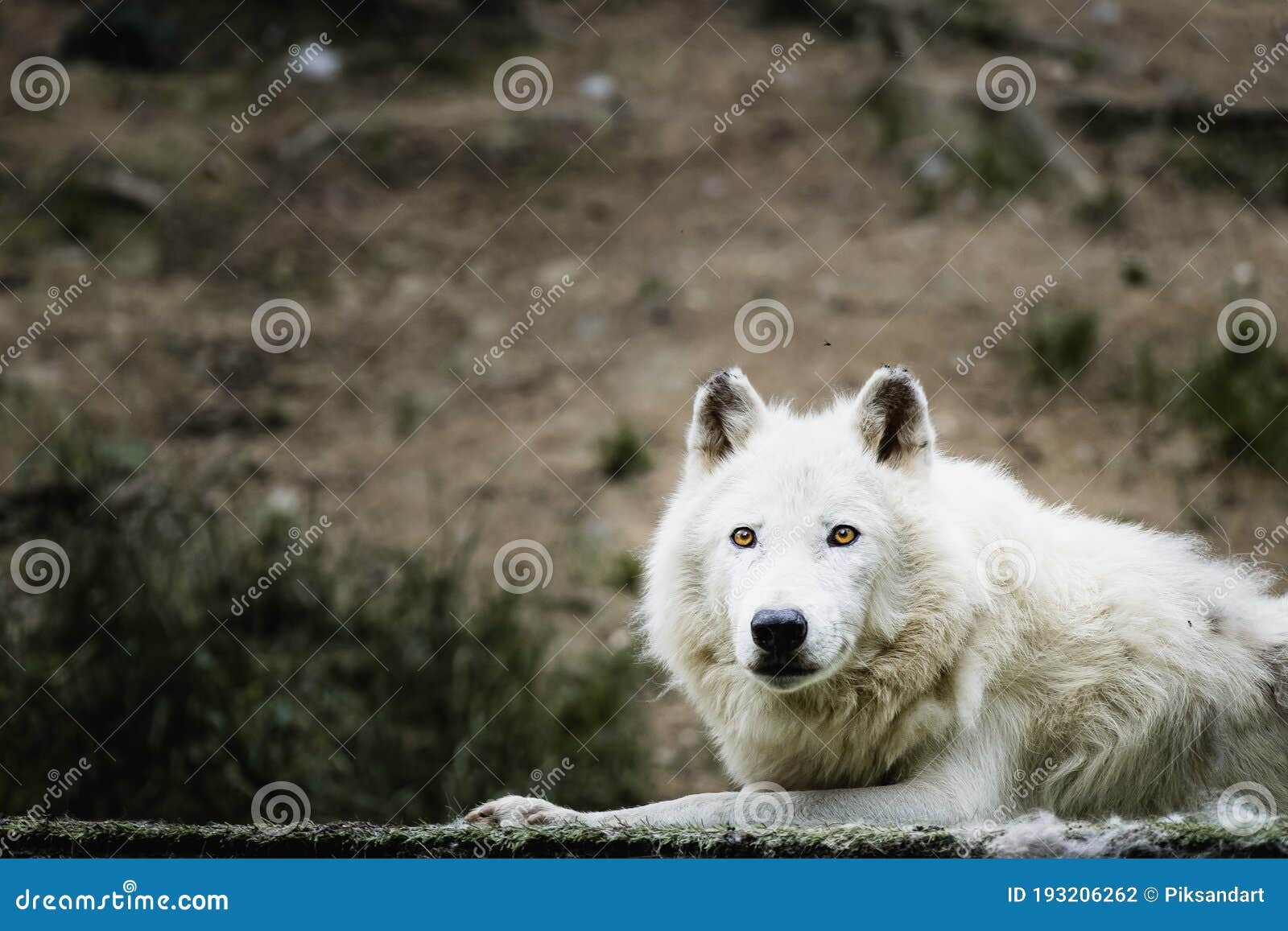 Portrait of a Beautiful Arctic Wolf Stock Photo - Image of beast ...