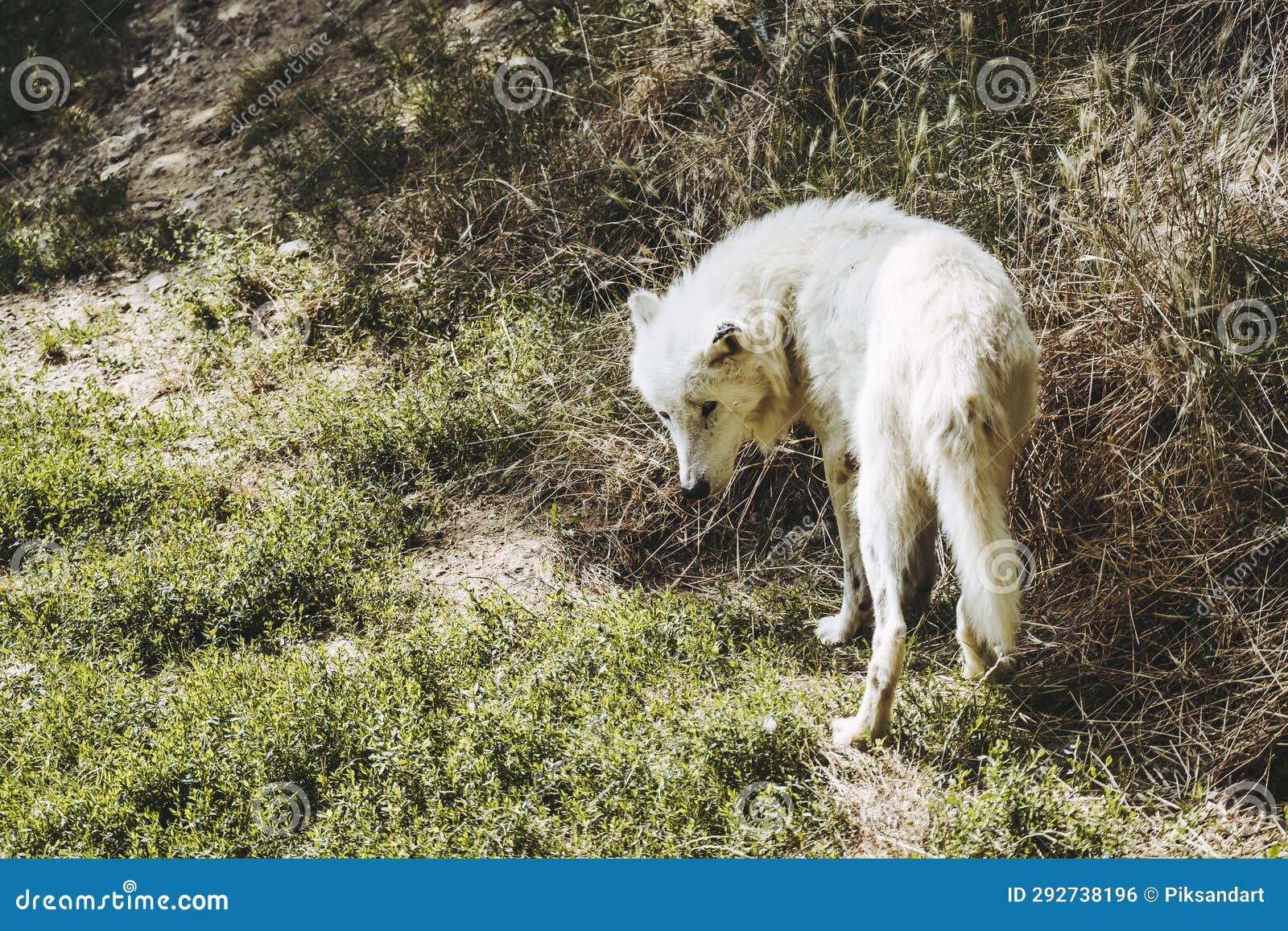 Portrait of an Arctic Wolf or White Wolf in the Forest Stock Photo ...