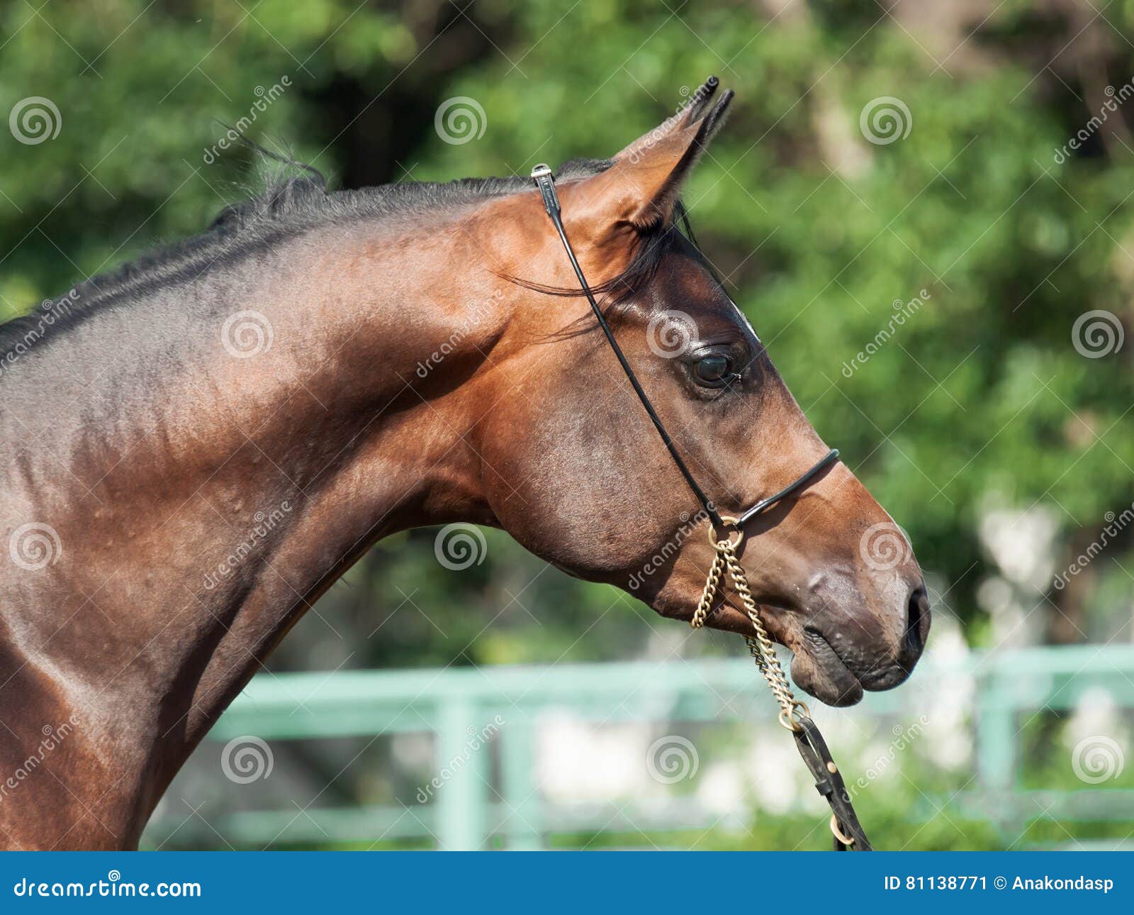 Portrait of Beautiful Bay Arabian Colt Stock Image - Image of outside ...