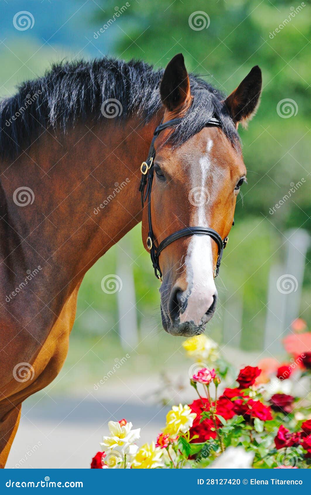 Portrait of Beautiful Bay Horse Stock Photo - Image of outdoor, grass ...