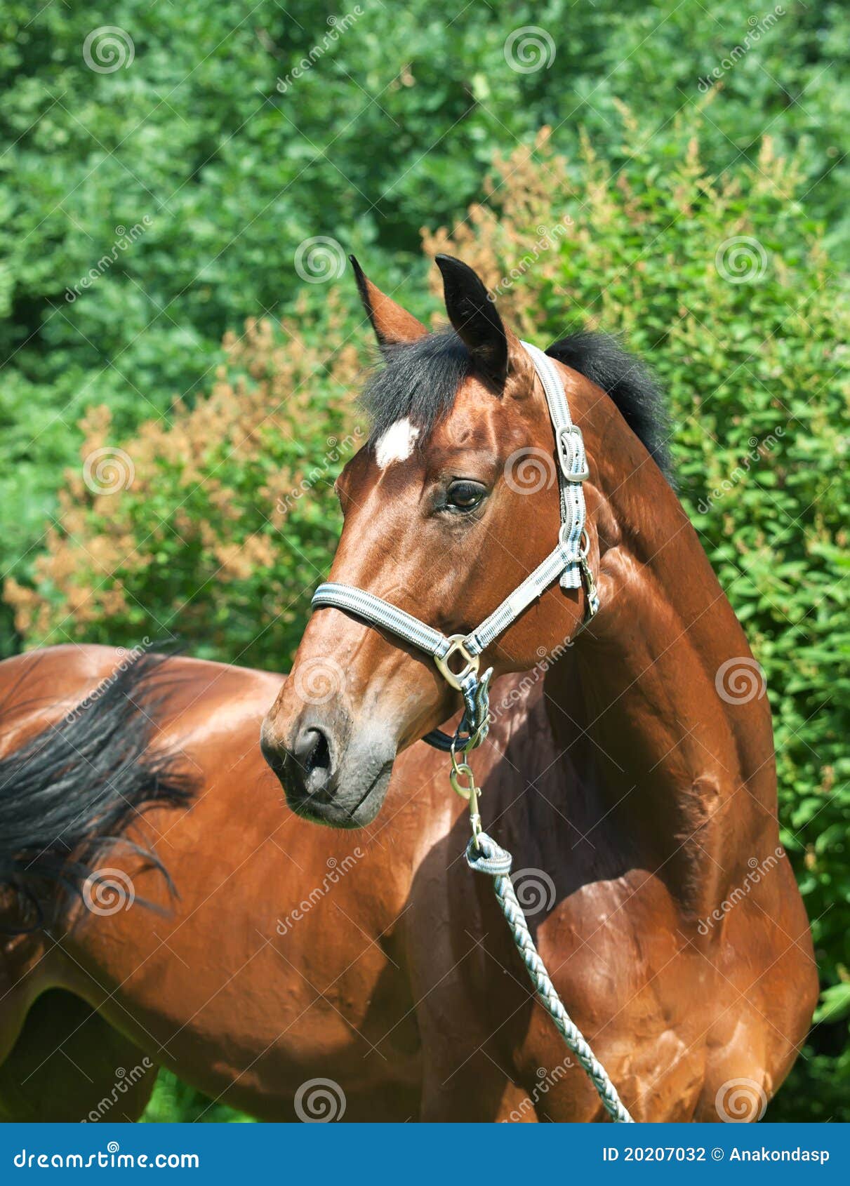 Portrait of Beautiful Bay Mare Stock Photo - Image of domestic ...