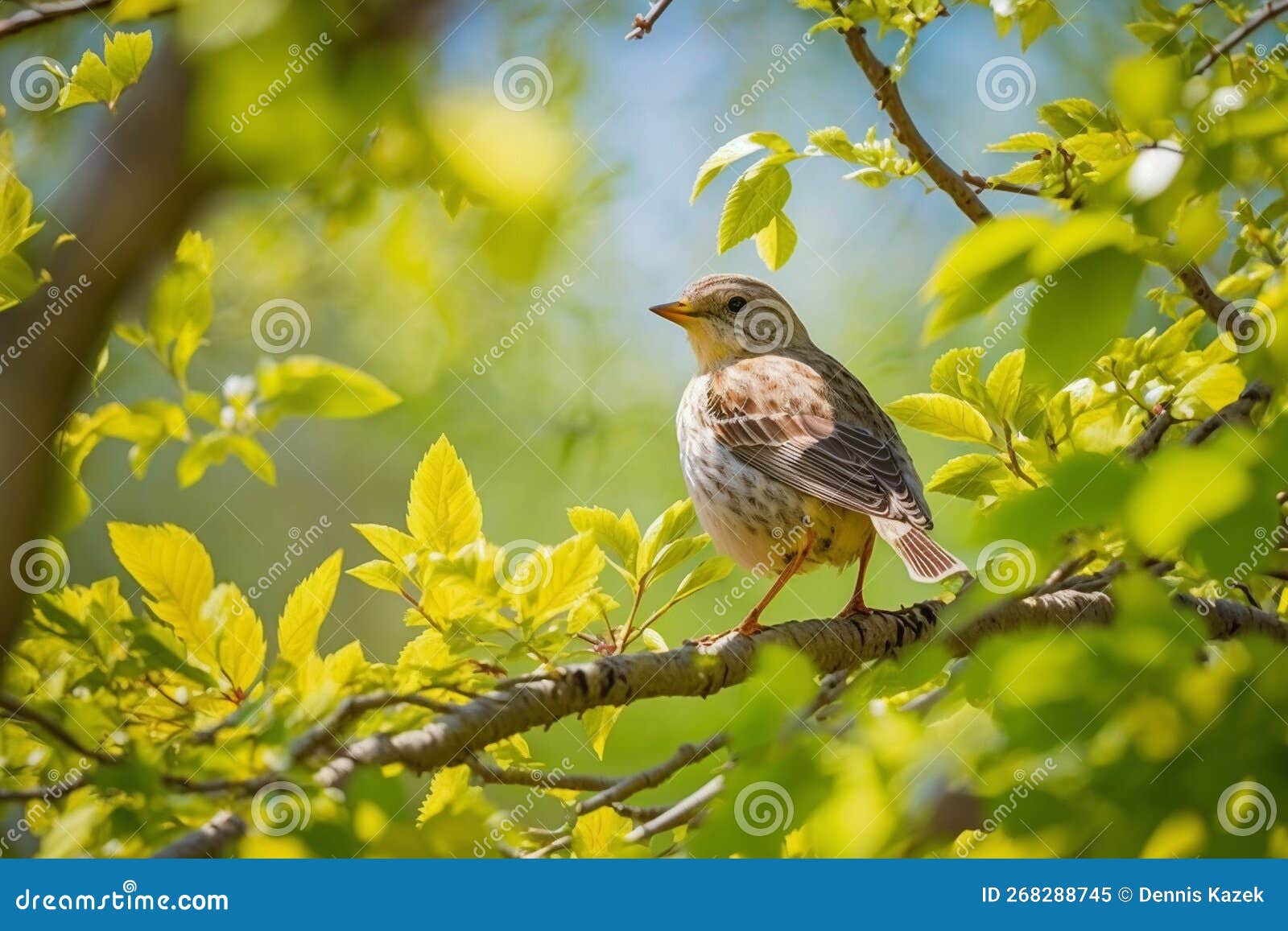 Portrait of a Beautiful Sparrow Inside a Tree at a Sunny Spring Day ...
