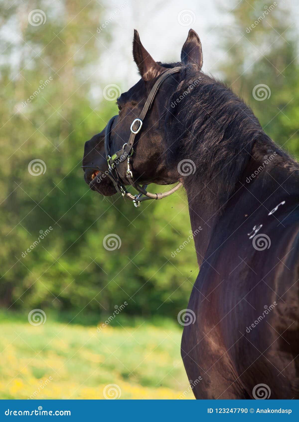 Portrait of Beautiful Black Breed Stallion . Back View Stock Photo ...