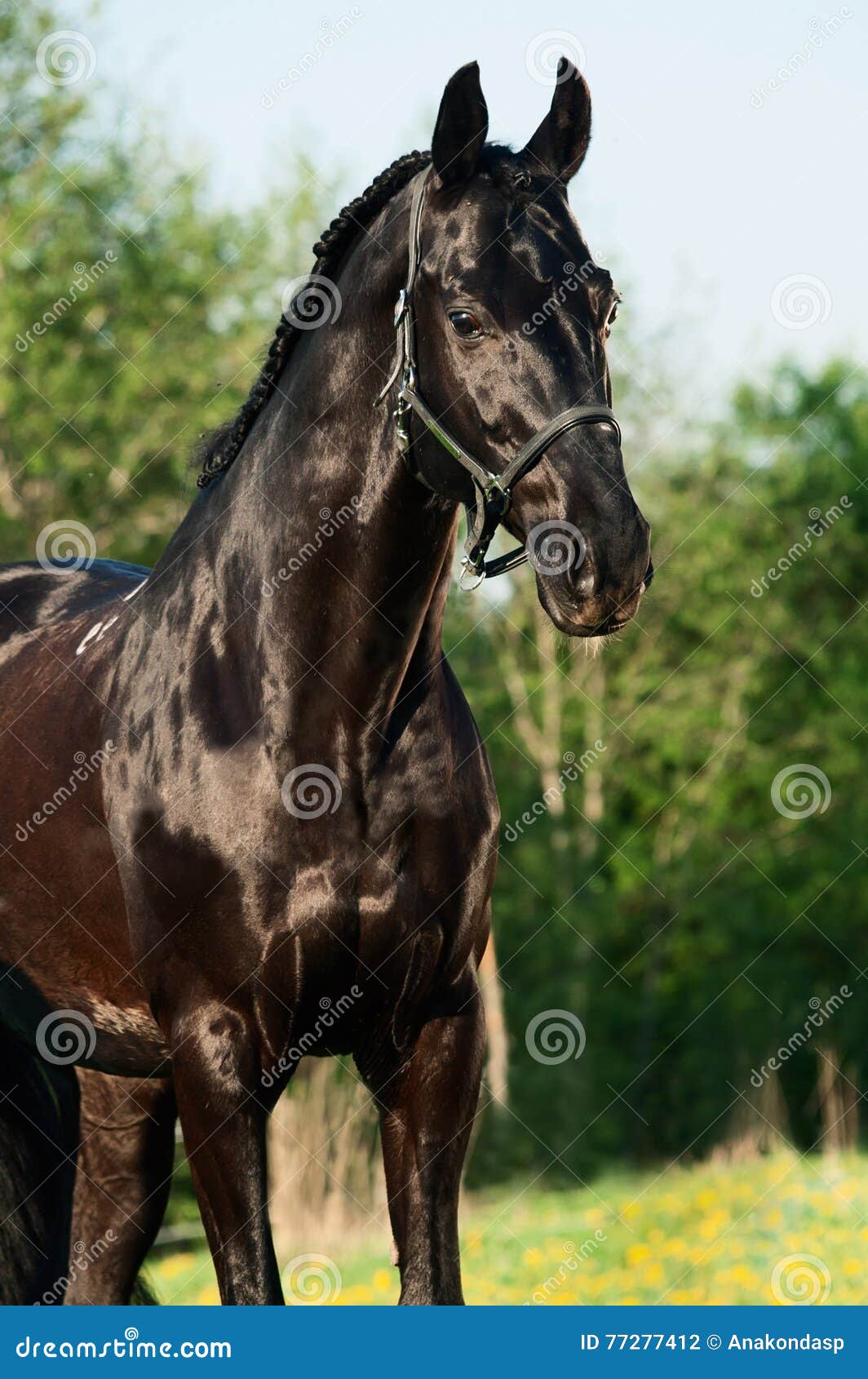 Portrait of Beautiful Black Breed Stallion in Spring Field Stock Photo ...