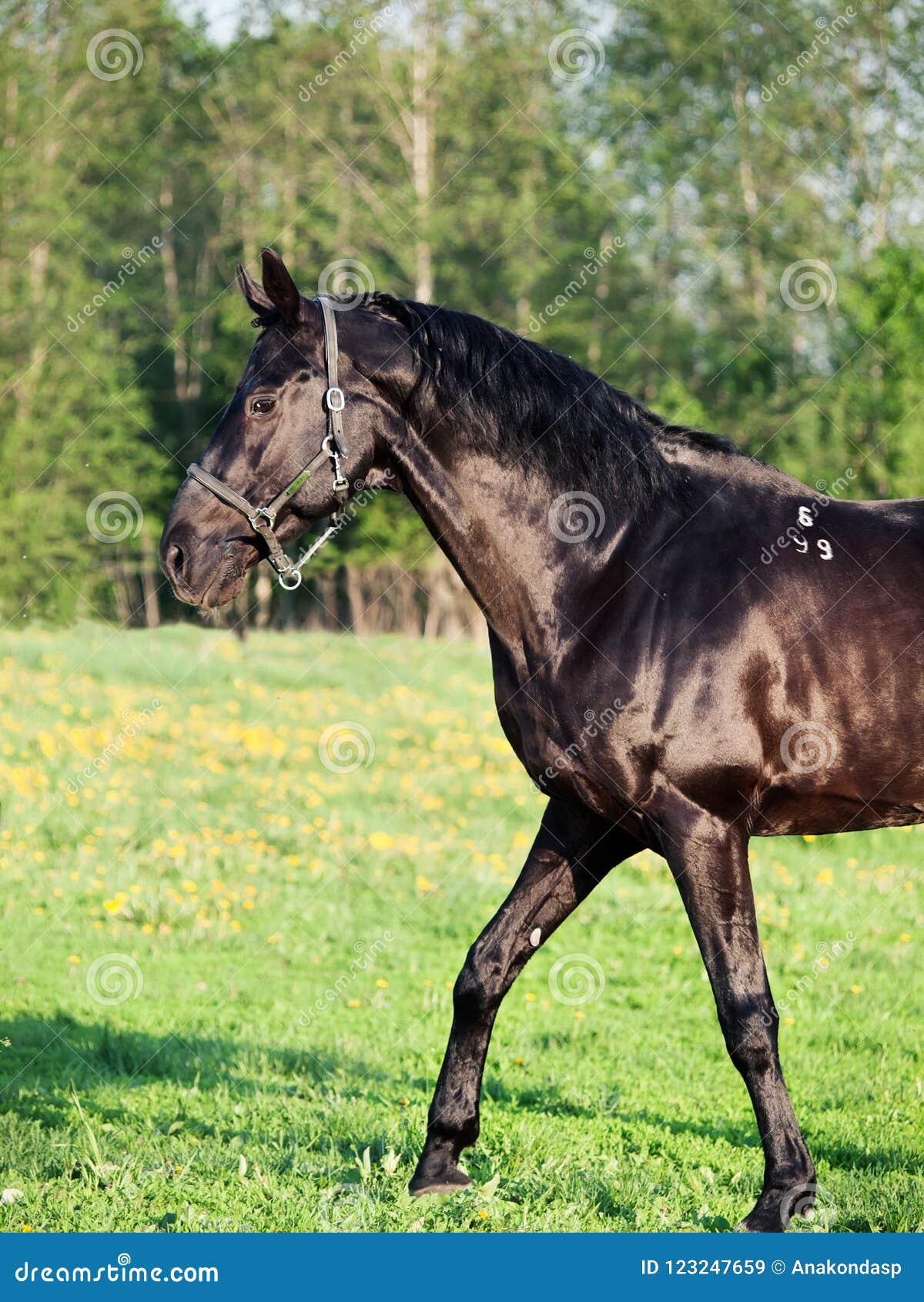 Portrait of Beautiful Black Breed Stallion . Summer Stock Image - Image ...