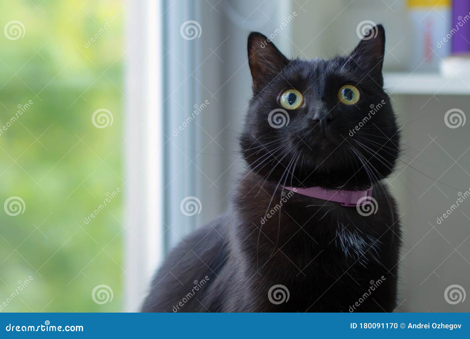 Portrait of a Beautiful Black Cat at Home Stock Photo - Image of summer ...