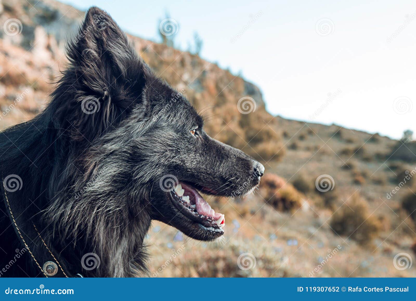 Portrait of a Beautiful Black Dog Stock Photo - Image of black, breed ...