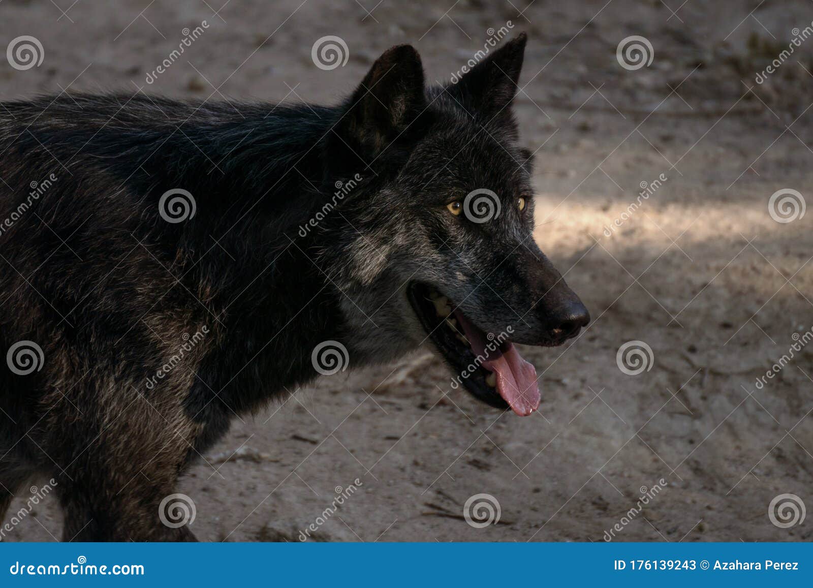 Portrait of a Beautiful Black Northwestern Wolf Stock Image - Image of ...