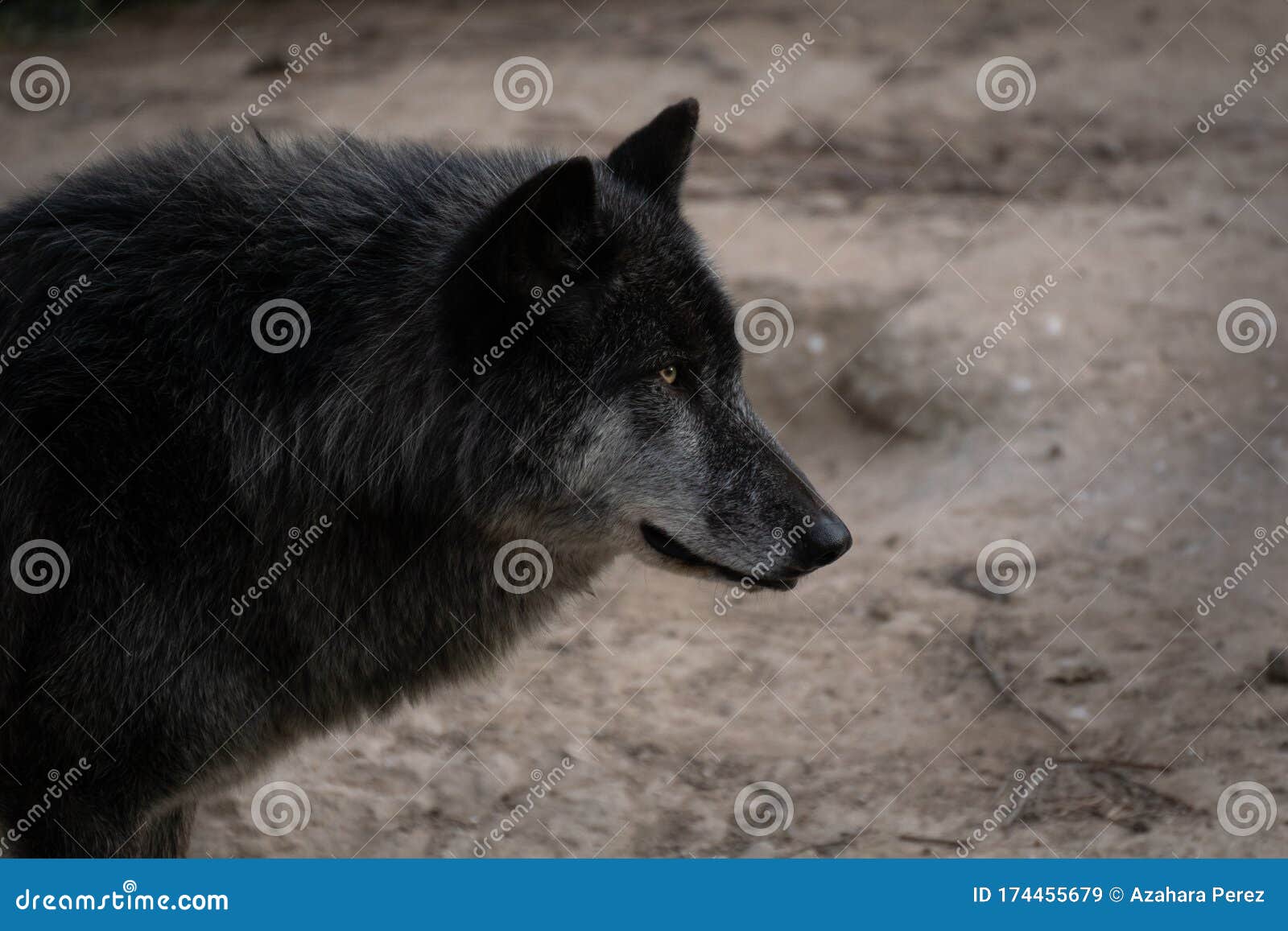 Portrait of a Beautiful Black Northwestern Wolf Stock Image - Image of ...