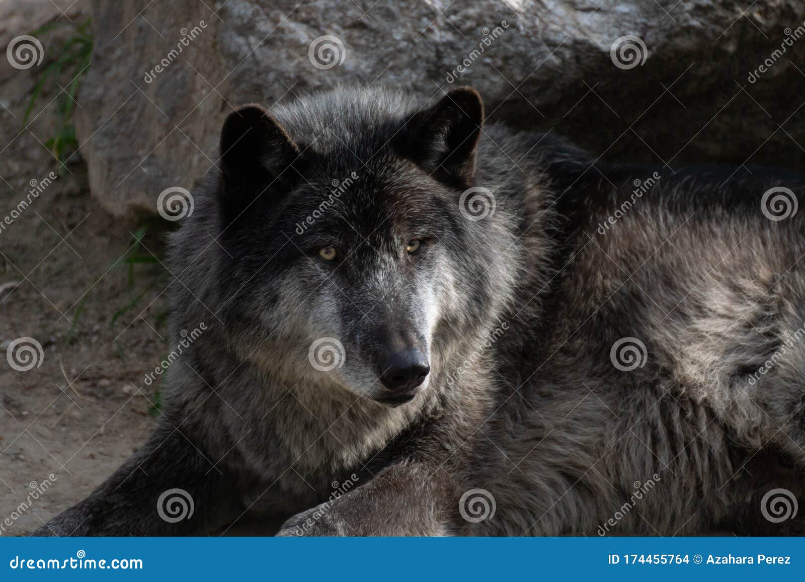 Portrait of a Beautiful Black Northwestern Wolf Stock Photo - Image of ...