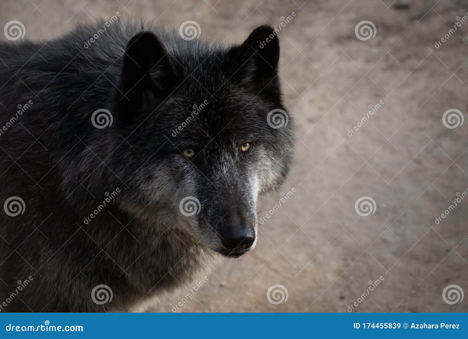 Portrait of a Beautiful Black Northwestern Wolf Stock Image - Image of ...