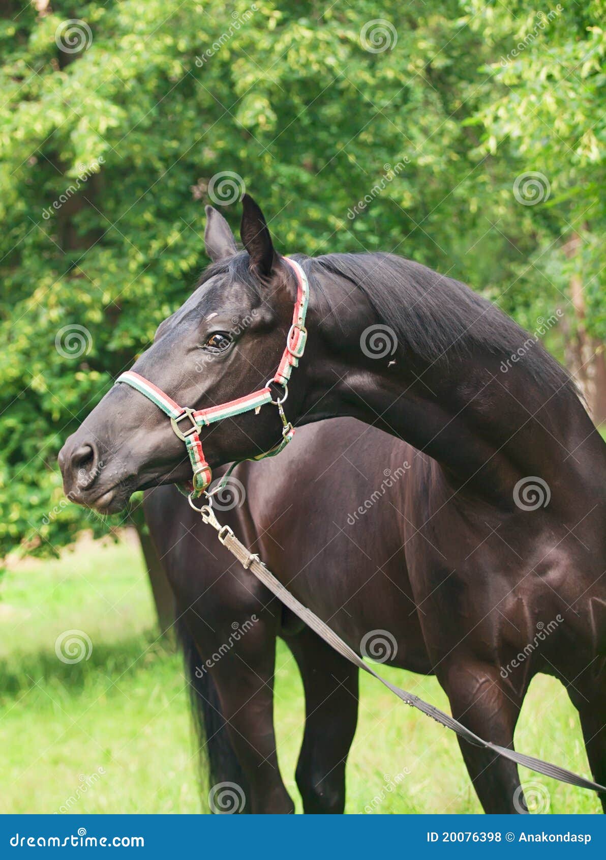 Portrait of Beautiful Black Stallion Stock Photo - Image of outdoor ...