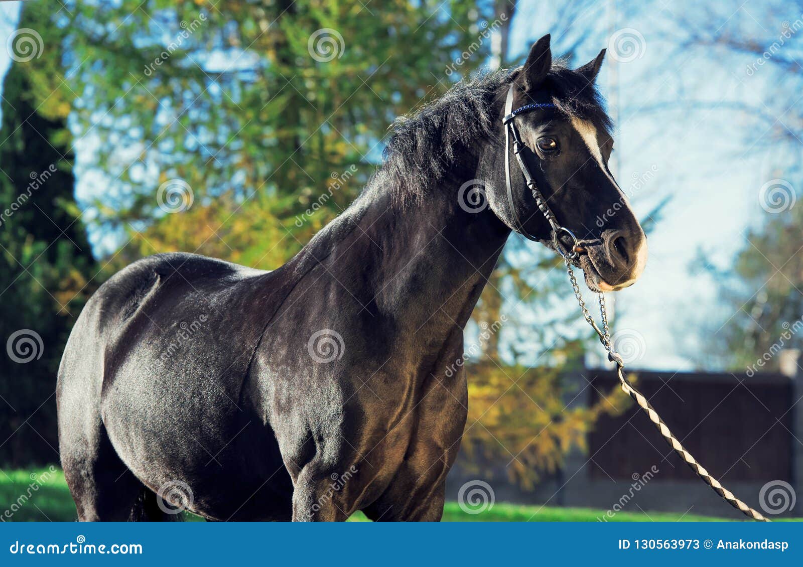 Portrait of Beautiful Black Welsh Pony Stock Image - Image of summer ...