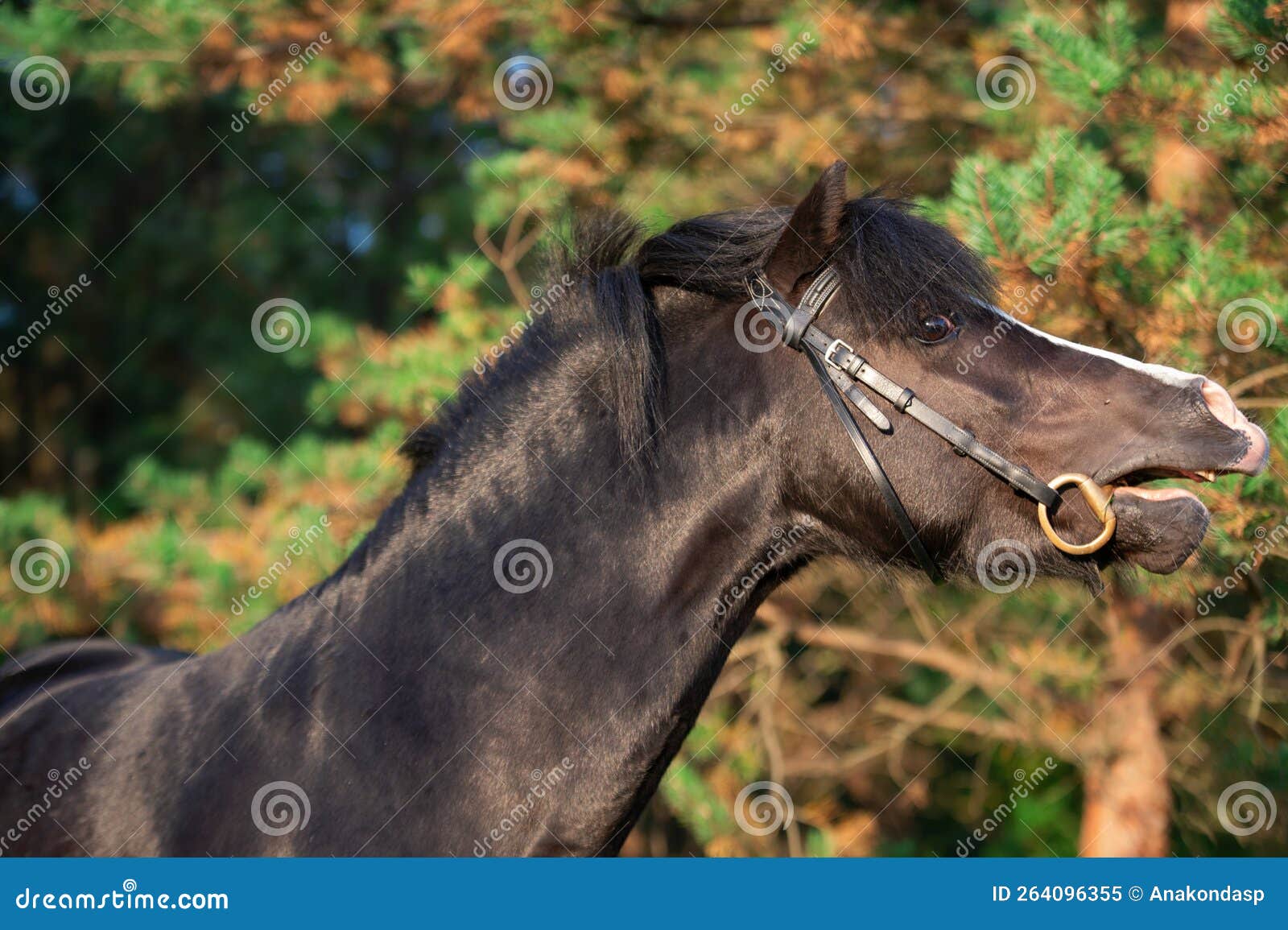 Portrait of Beautiful Black Welsh Pony in Emotion Stock Image - Image ...