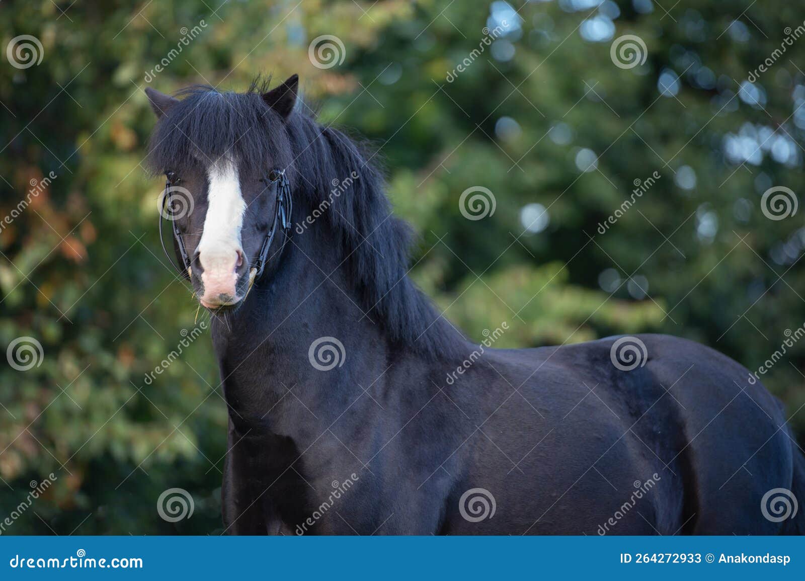 Portrait of Beautiful Black Welsh Stallion Pony Stock Image - Image of ...