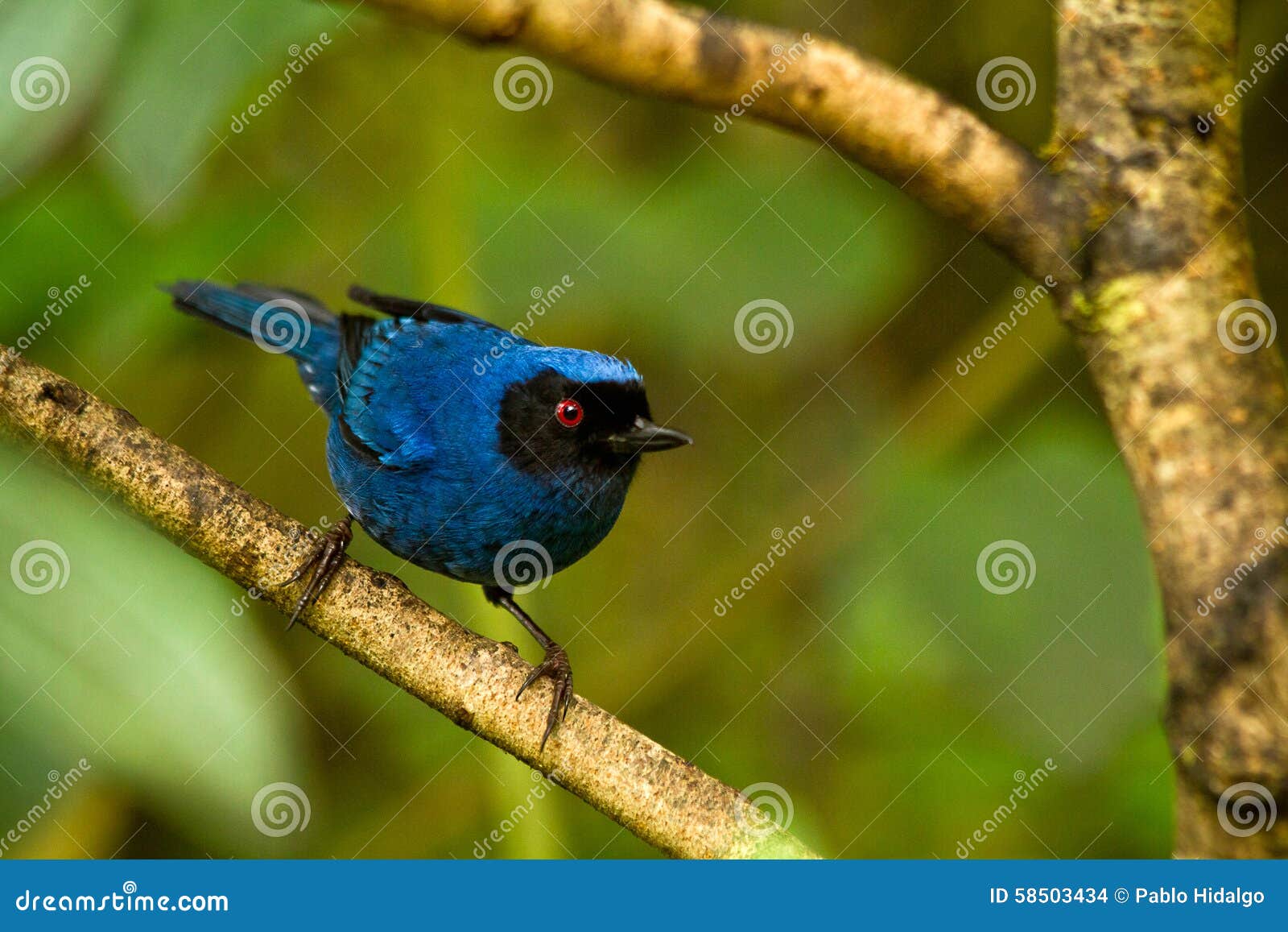 Portrait of Beautiful Blue Hummingbird Stock Photo - Image of flying ...