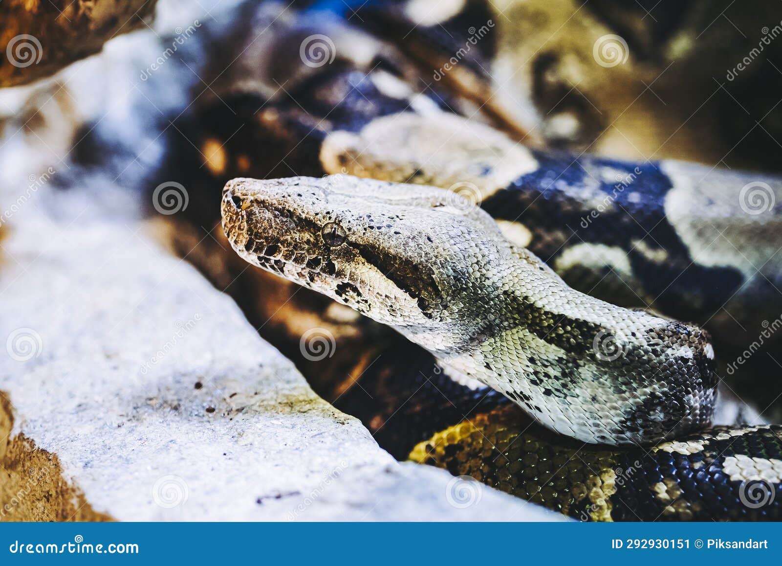 Beautiful Snake Boa Constrictor Stock Image - Image of eyes, white ...