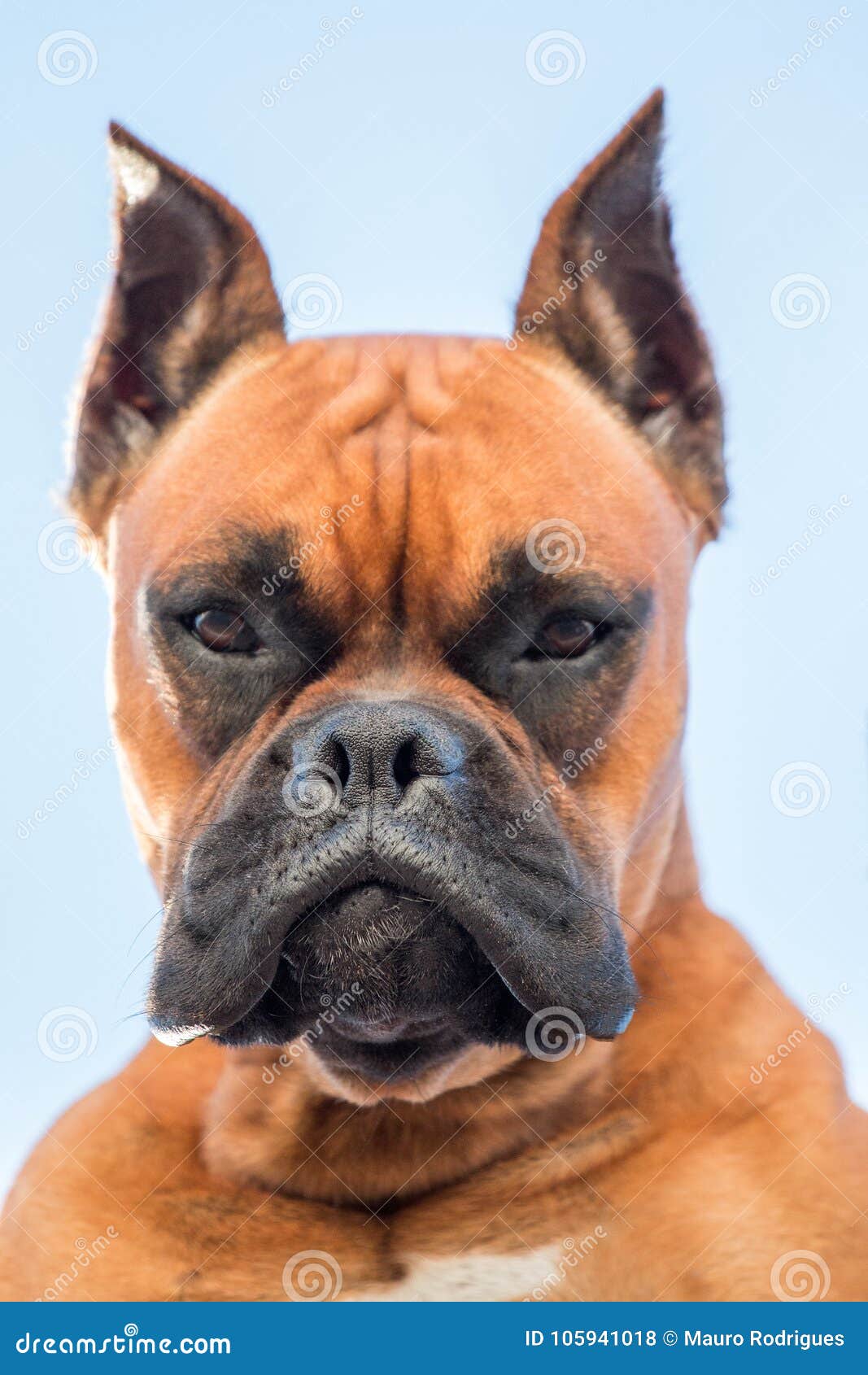 Portrait of a Beautiful Boxer Dog Breed Stock Photo - Image of head ...