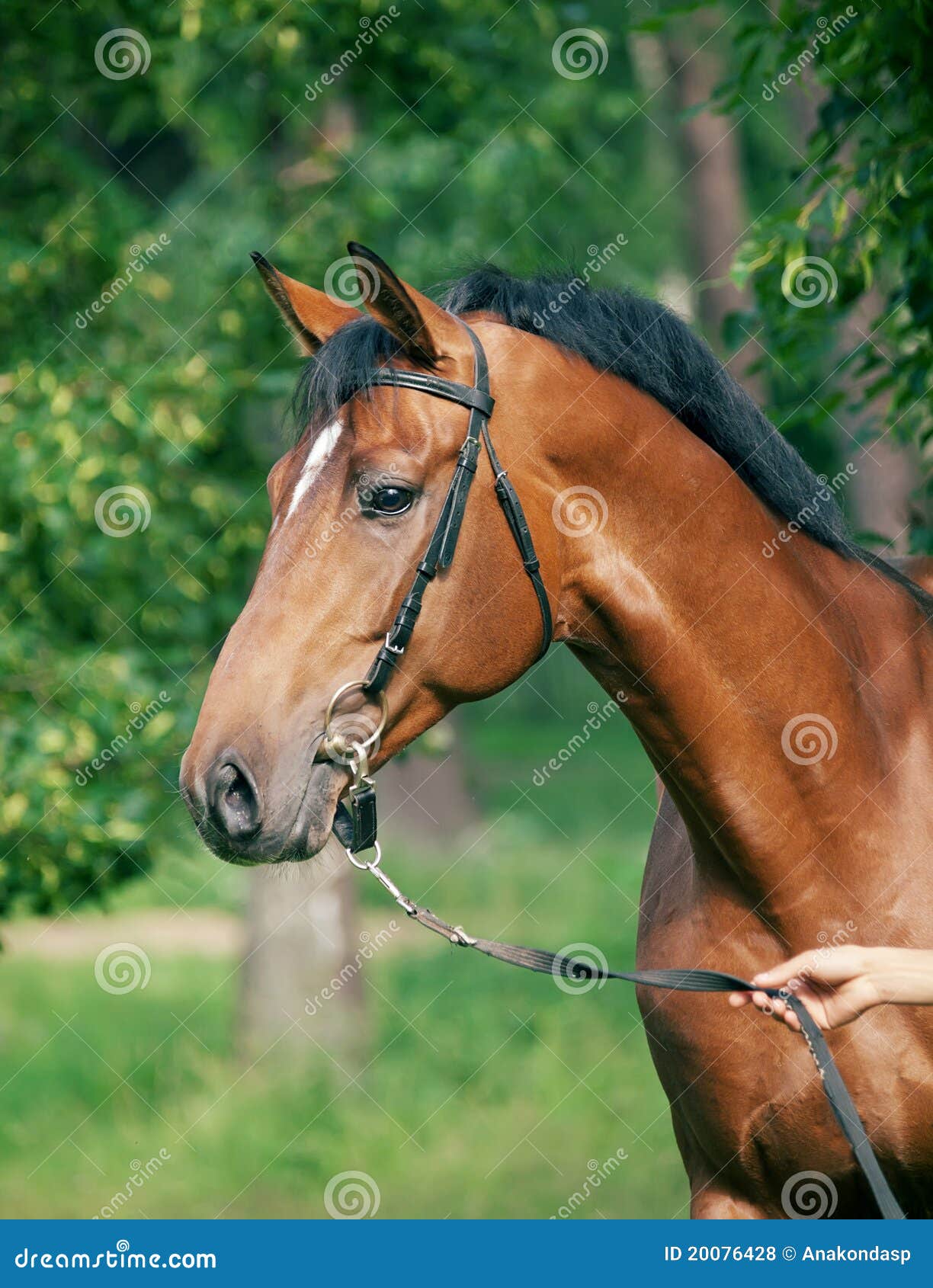 Portrait of Beautiful Breed Stallion Stock Photo - Image of equestrian ...