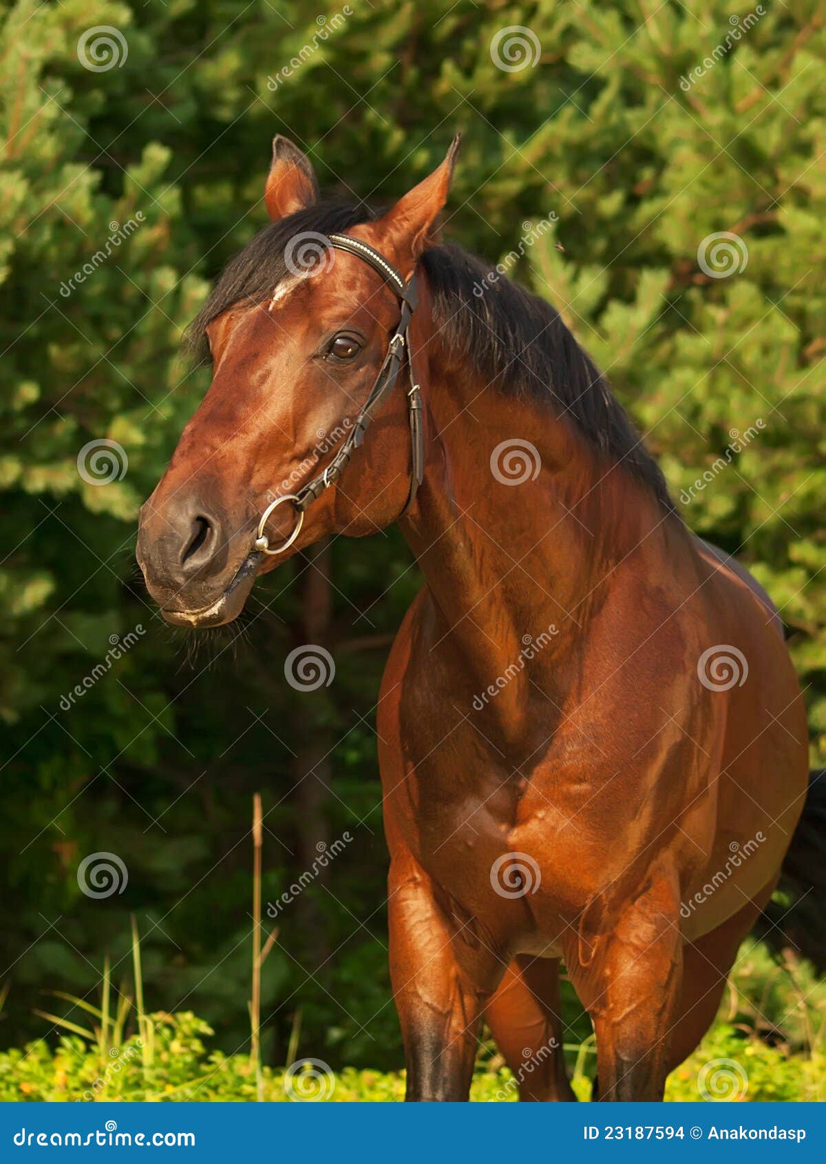 Portrait of Beautiful Breed Stallion Around Pine Stock Photo - Image of ...