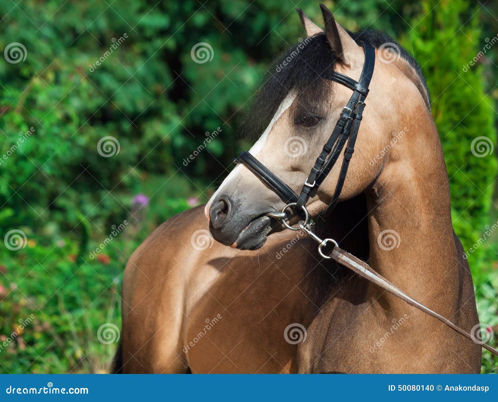 Beautiful Buckskin Welsh Pony Posing In Nice Place Stock Photography ...