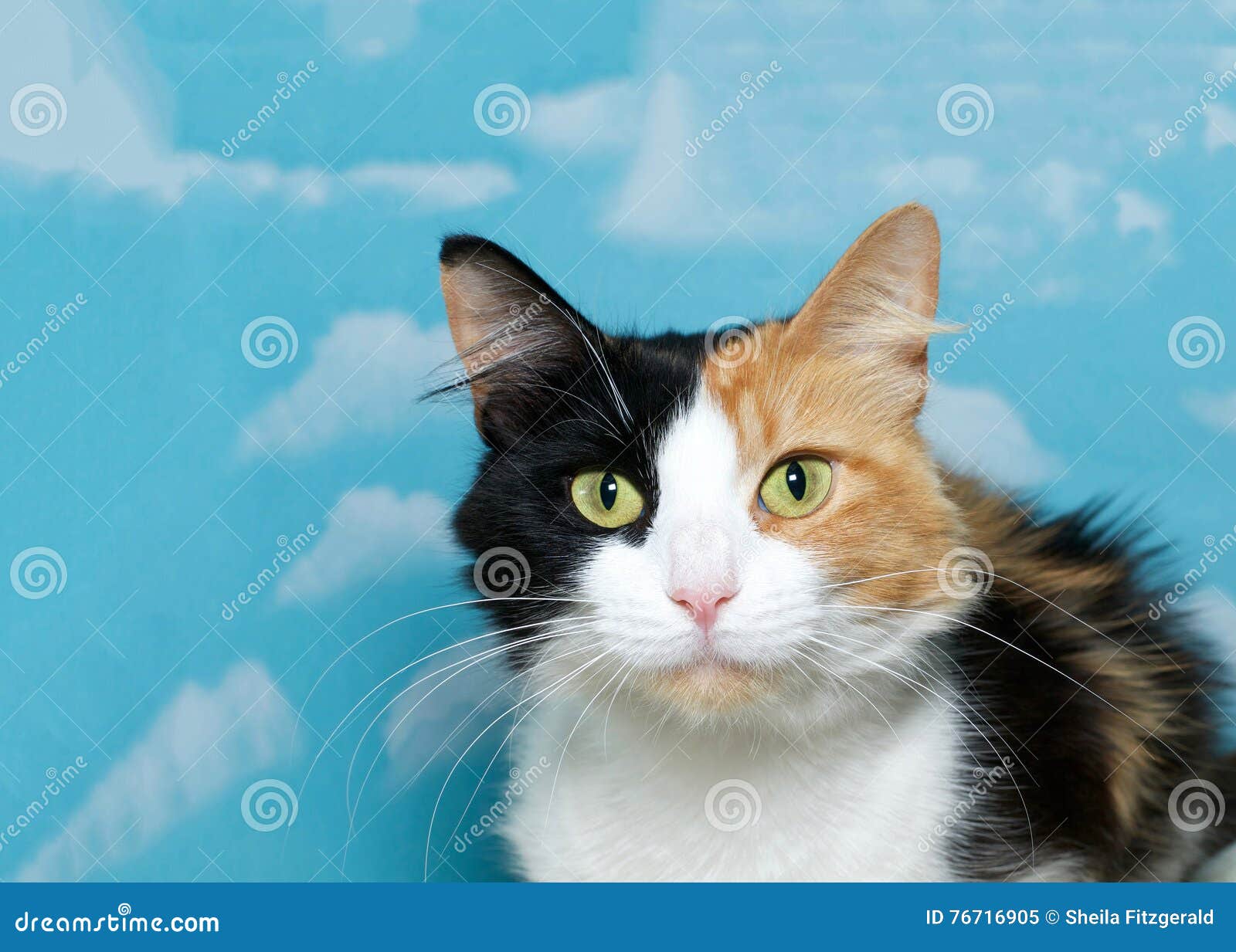 Portrait of a Beautiful Calico Cat Stock Image - Image of cloud, blue ...