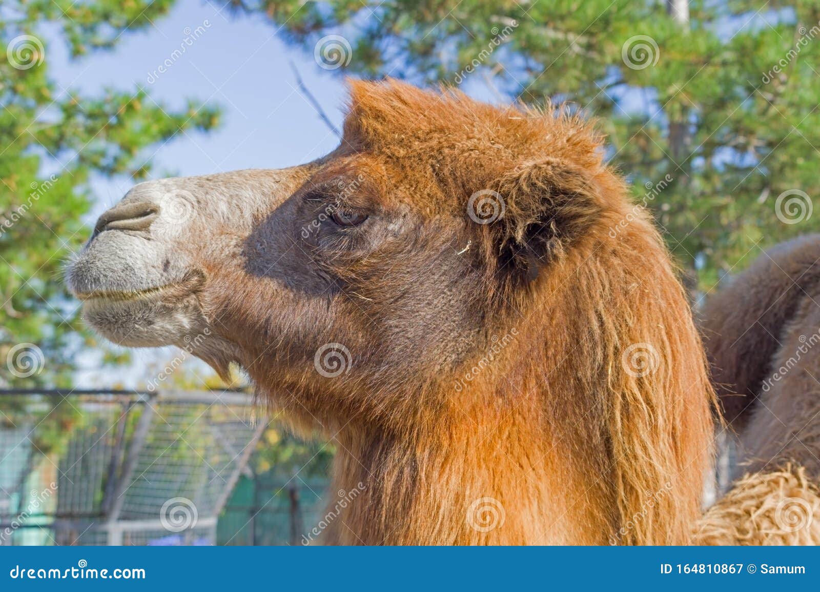Portrait of the Beautiful Camel in Zoo Stock Image - Image of fuzzy ...