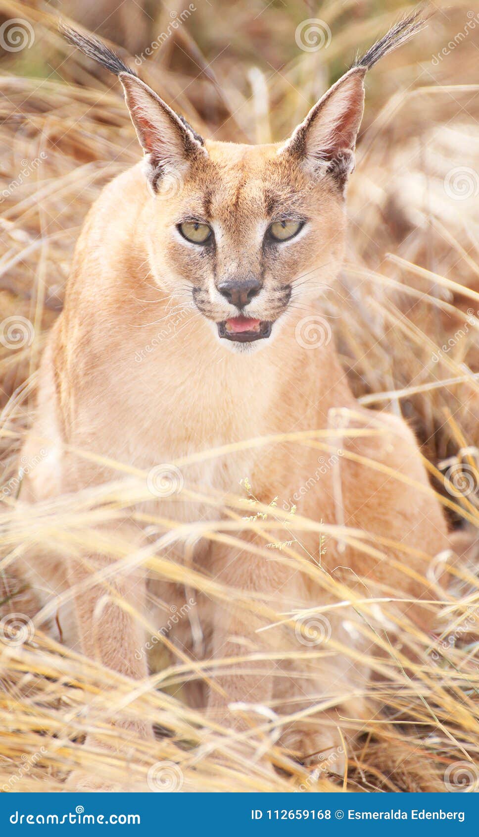 Caracal stock photo. Image of predator, namibia, feline - 112659168