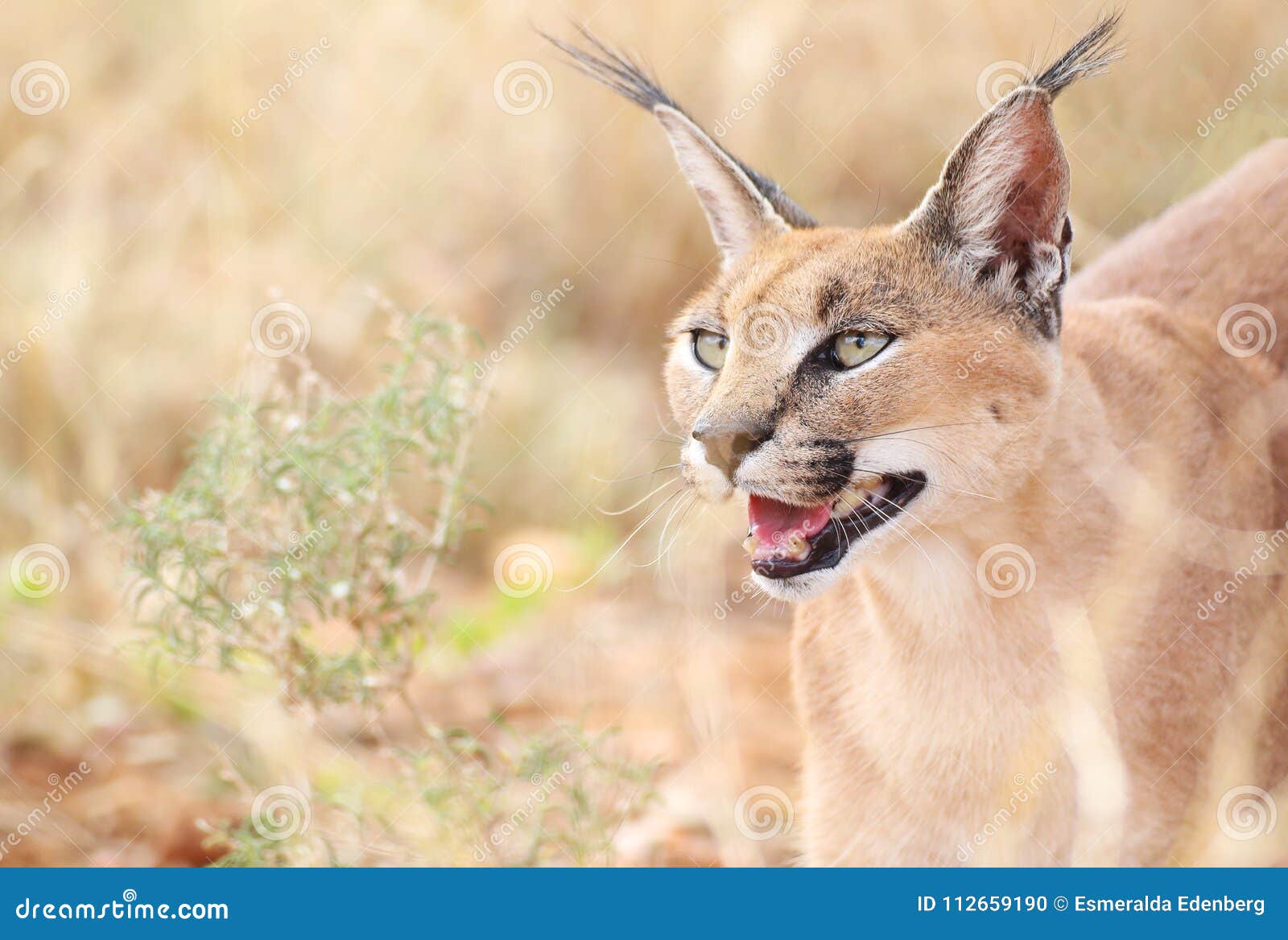 Caracal stock photo. Image of africa, namibia, caracal - 112659190