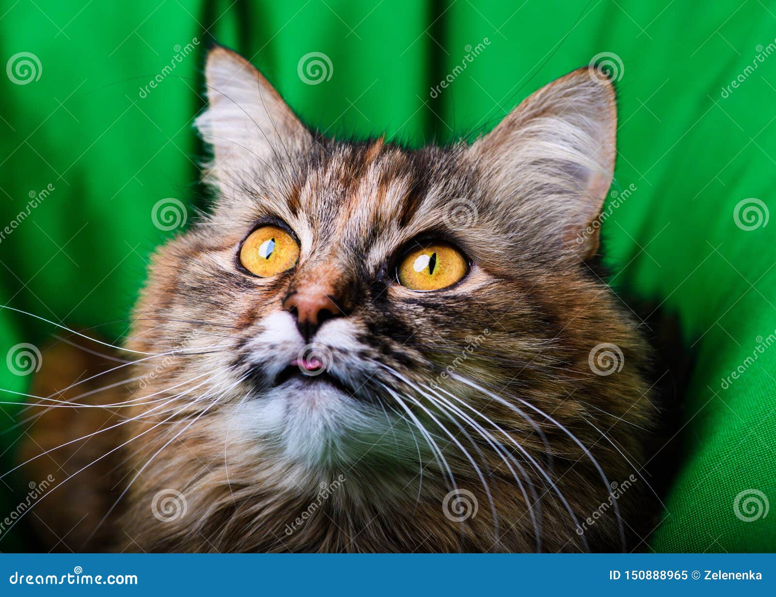 Portrait of beautiful cat stock image. Image of fluffy - 150888965