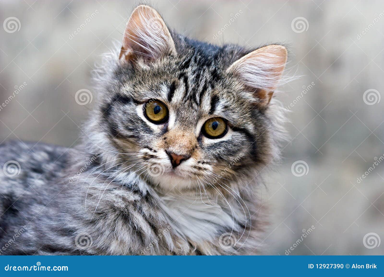 Portrait of a Beautiful Cat Cute Adorable Kitten Stock Photo - Image of ...