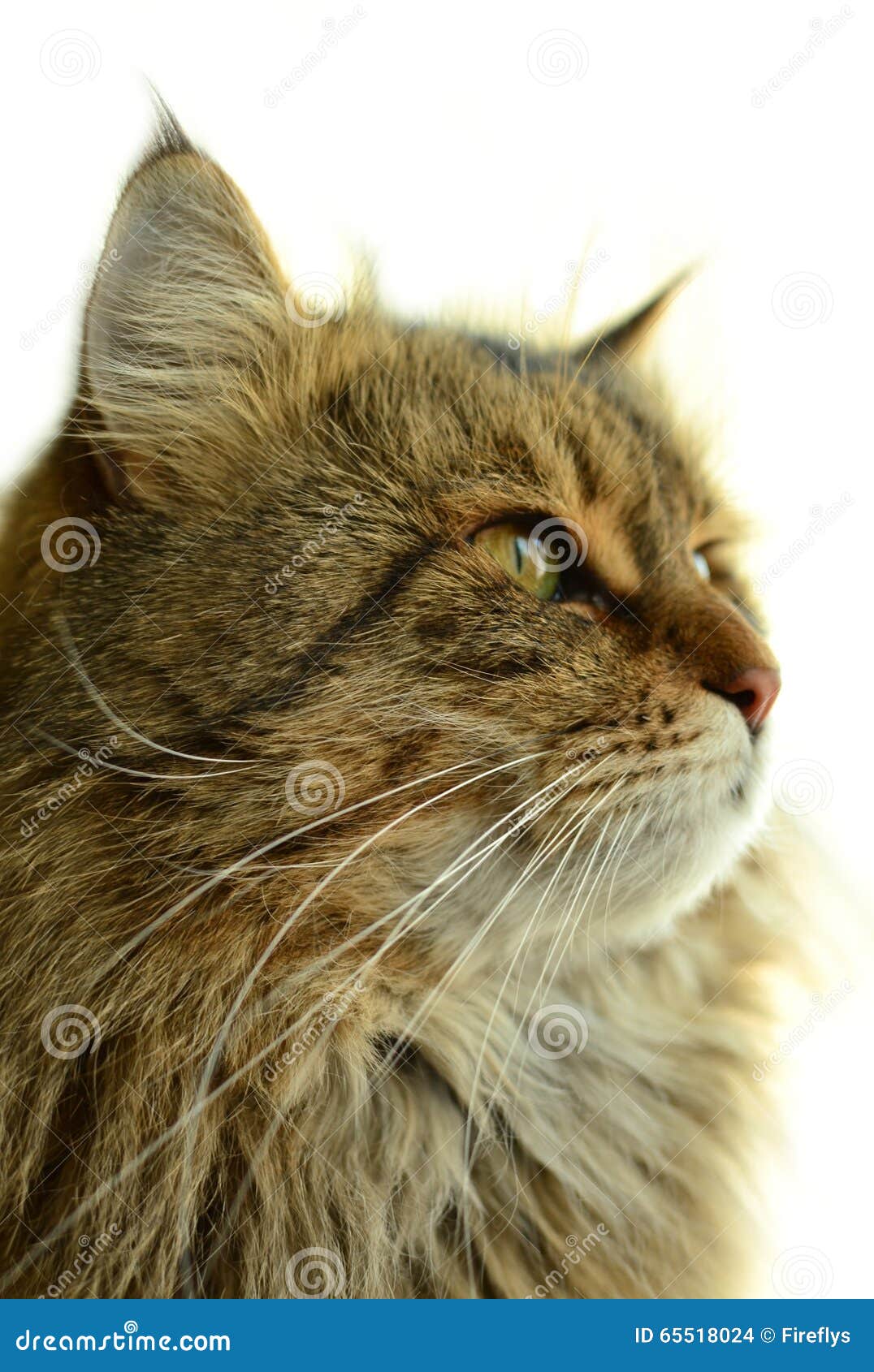The Portrait of a Beautiful Cat. Stock Photo - Image of fluffy ...