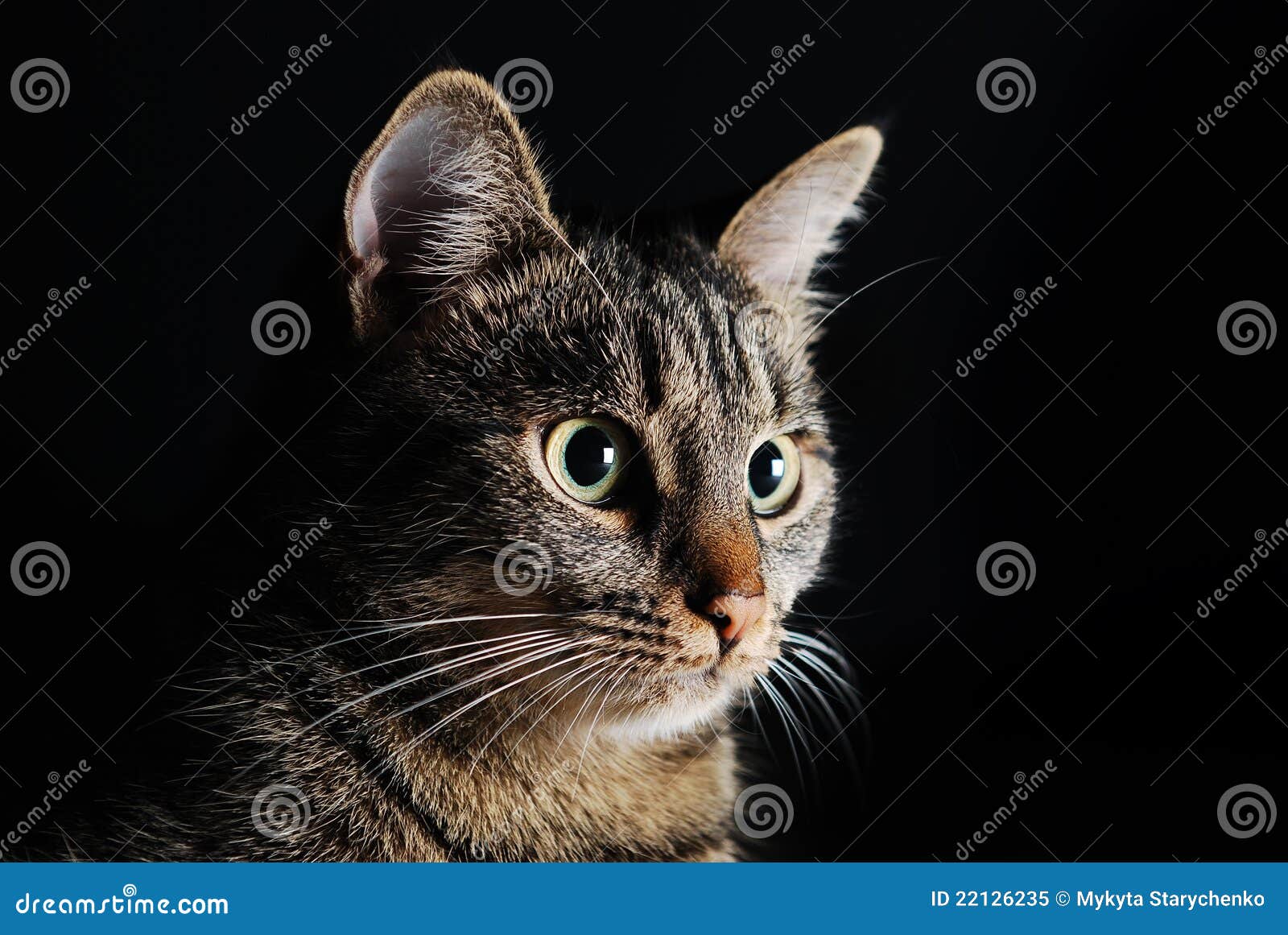 Portrait Beautiful Cat Muzzle Isolated Stock Image - Image of muzzle ...