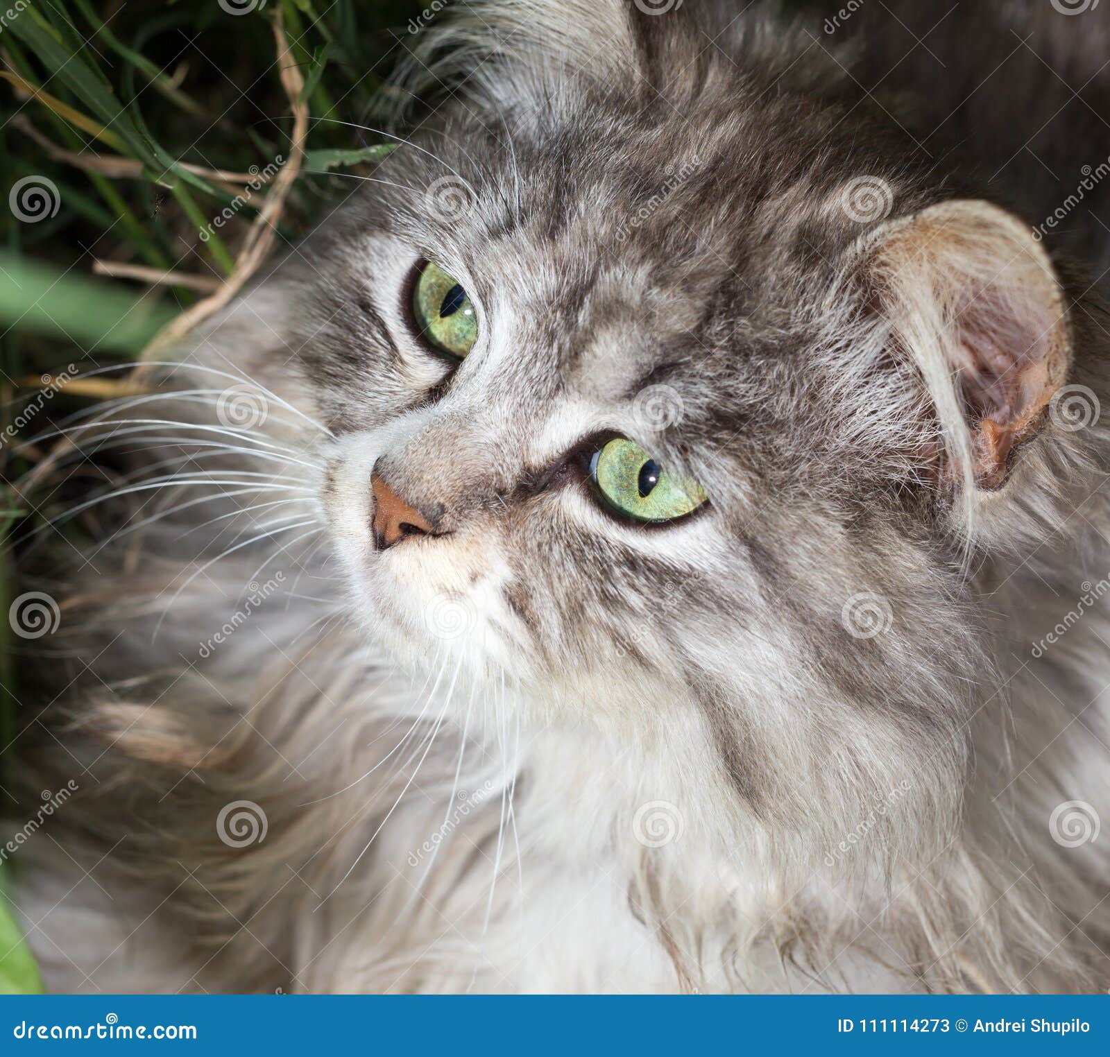 Portrait of a Beautiful Cat in Nature Stock Image - Image of fluffy ...