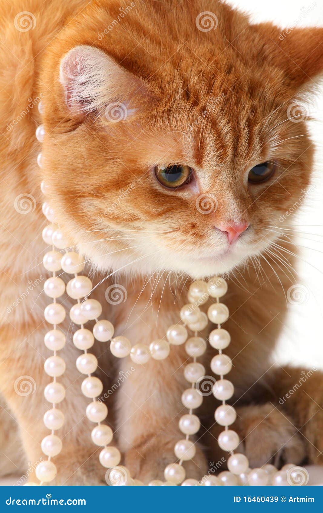 Portrait of Beautiful Cat in Pearl Stock Image - Image of domestic ...
