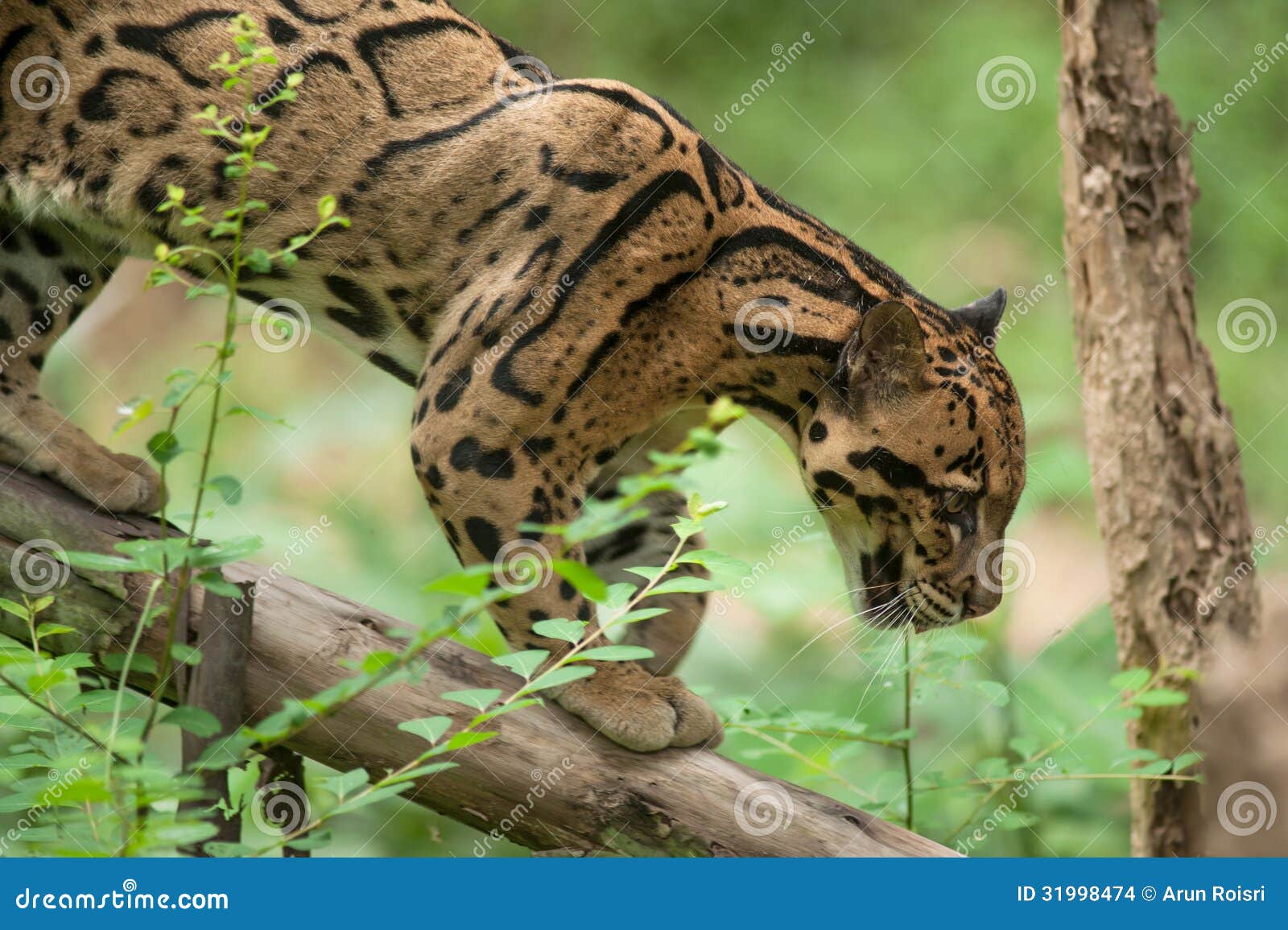 Portrait of Beautiful Clouded Leopard Stock Photo - Image of sleek ...