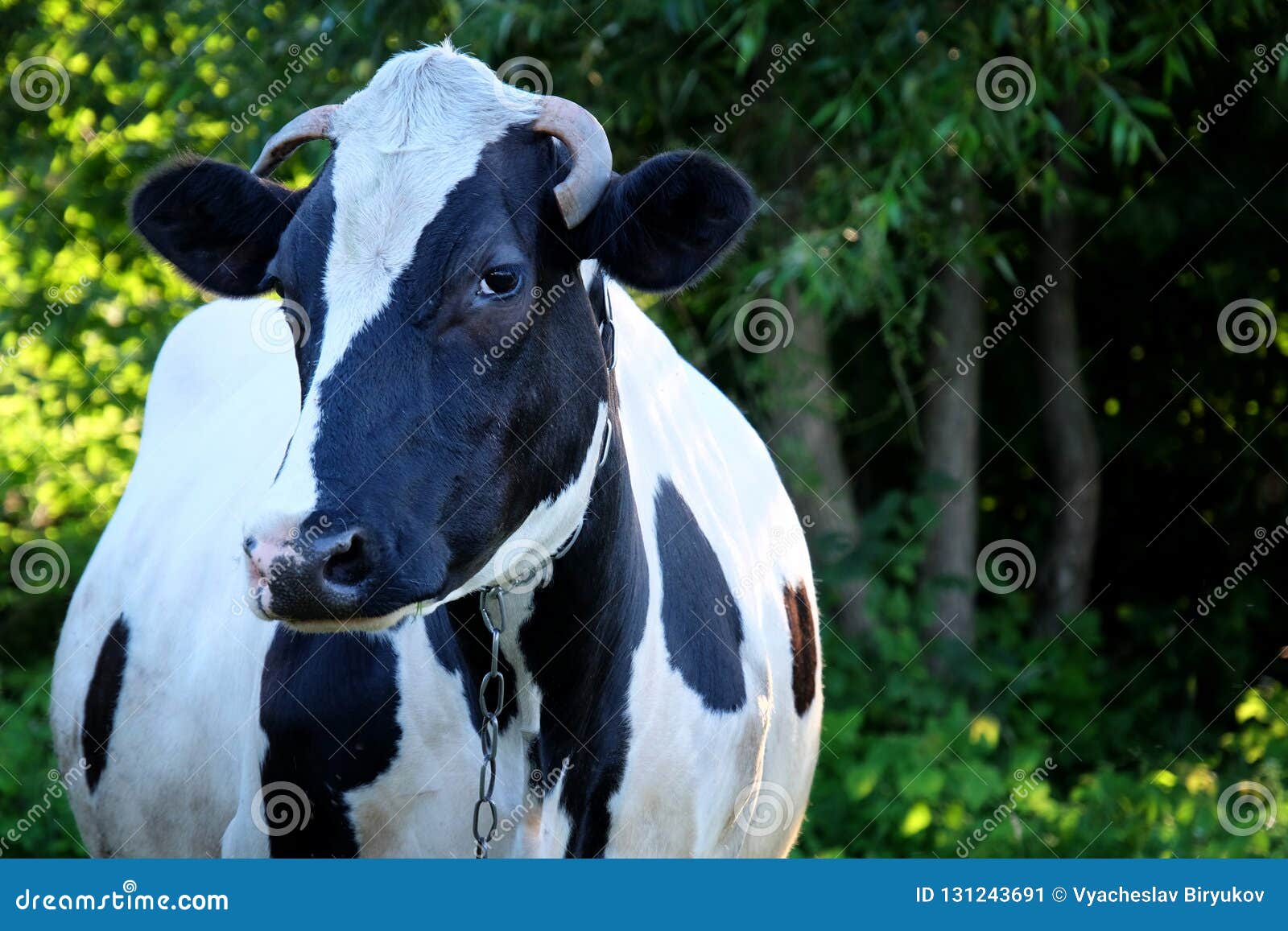 A Portrait of a Beautiful Cow Stock Image - Image of mammal, animal ...