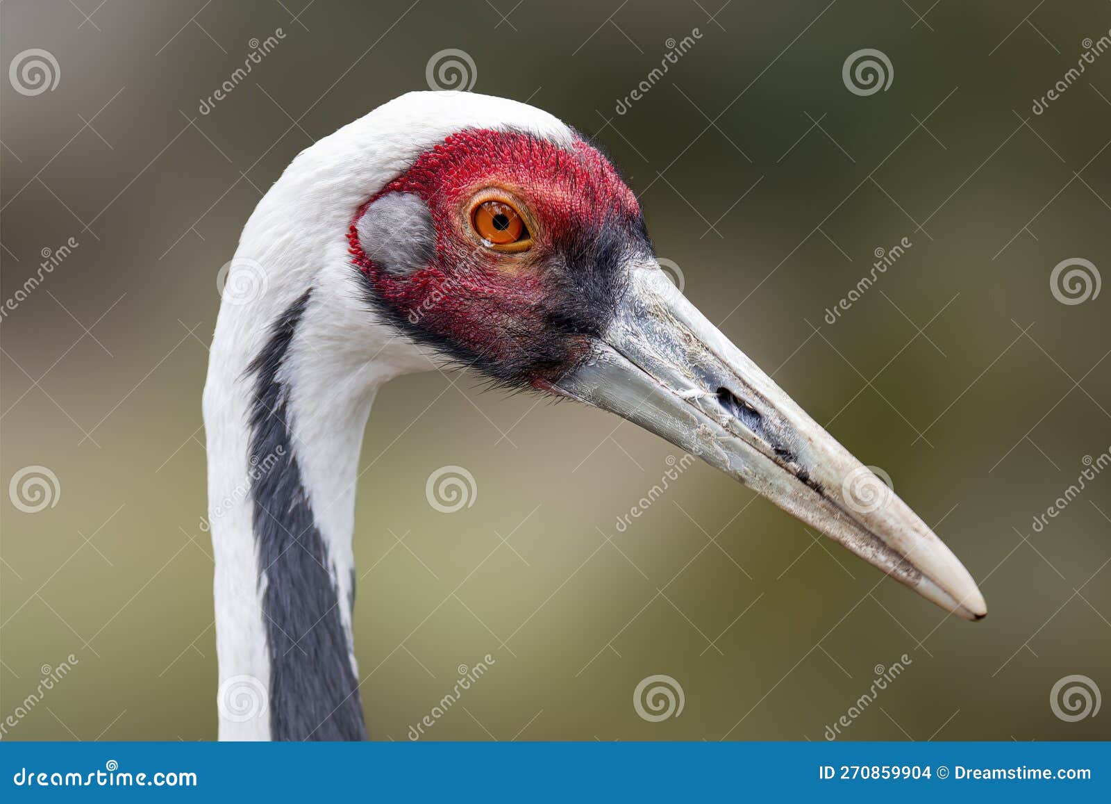 A Portrait of a Beautiful Crane Stock Photo - Image of nature, avian ...