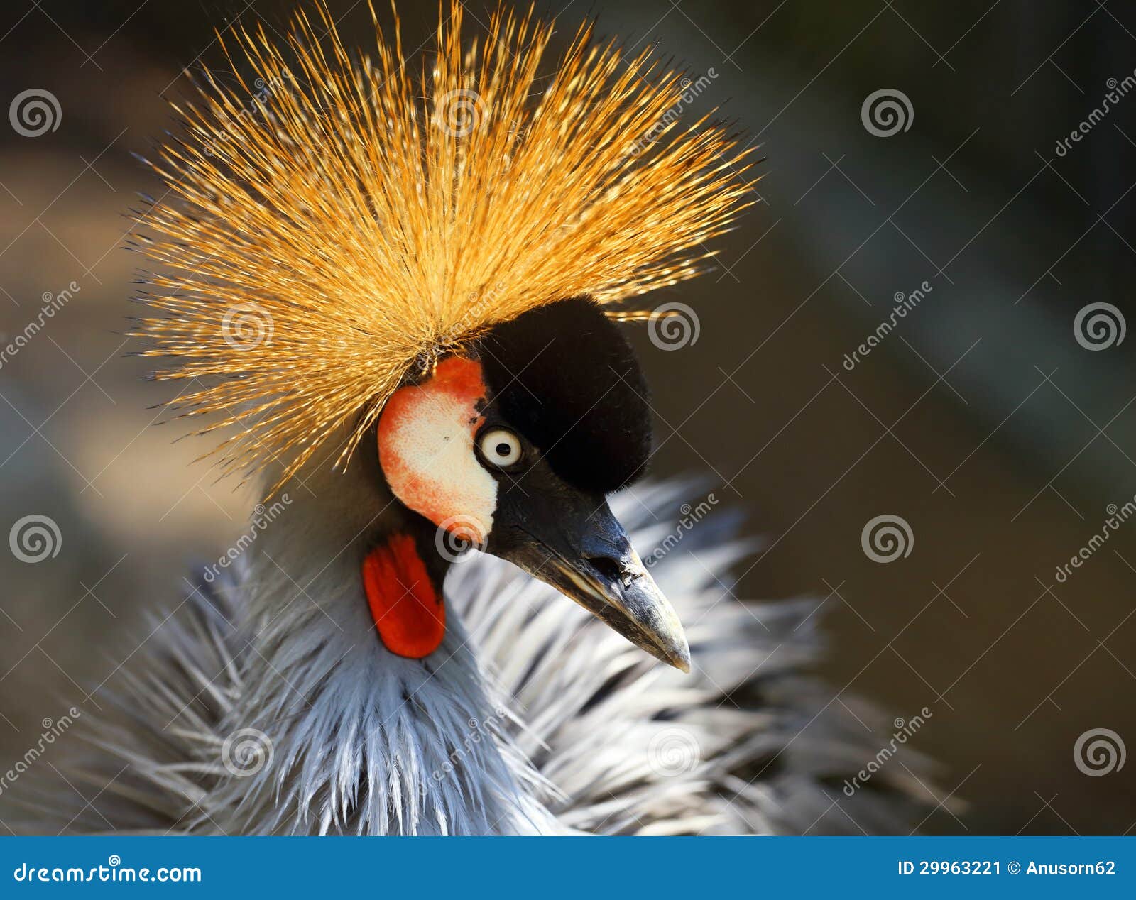 Portrait of a Beautiful Crowned Crane Bird Stock Image - Image of ...