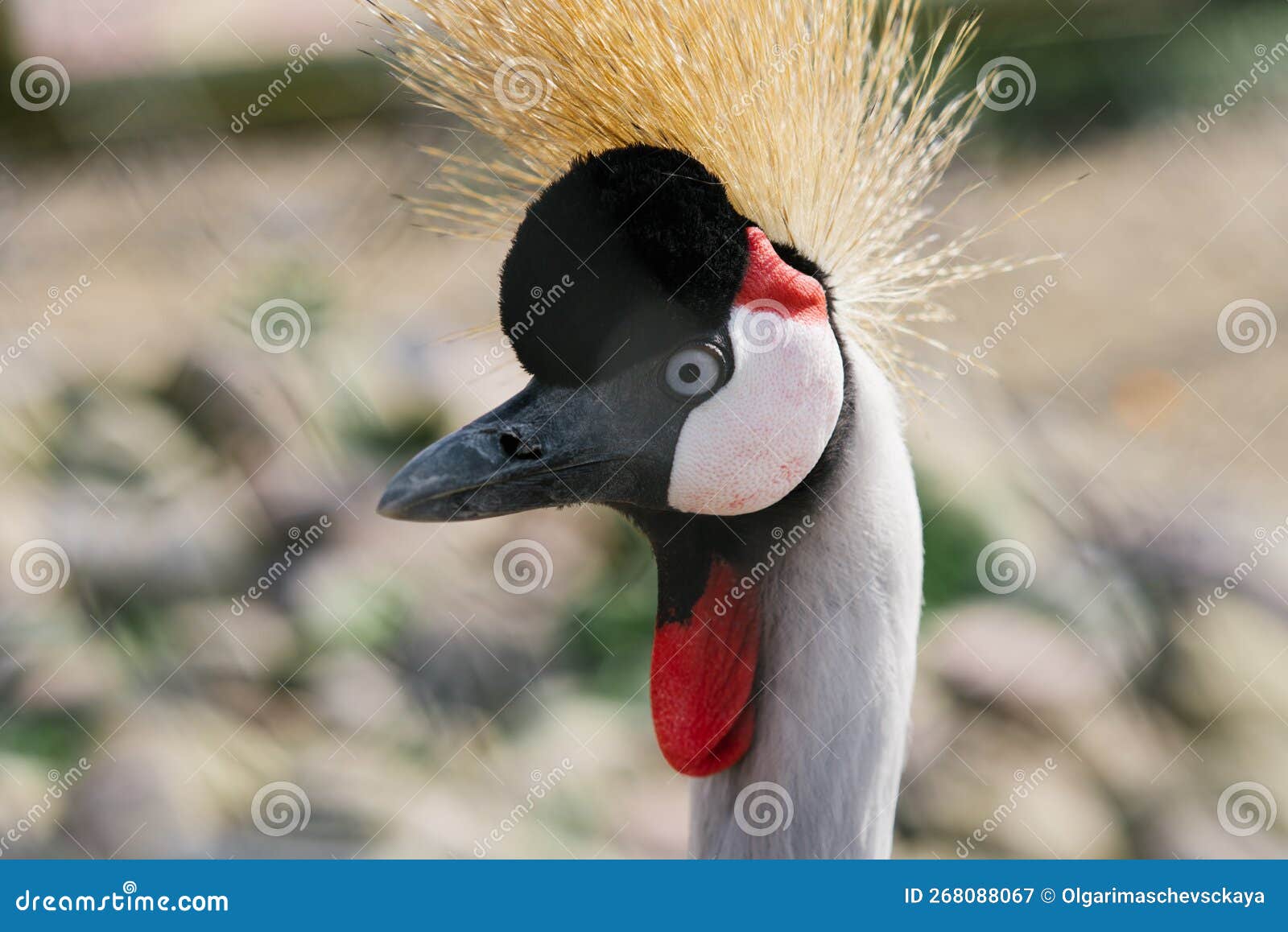 Portrait of a Beautiful Crowned Crane in the Zoo Stock Image - Image of ...